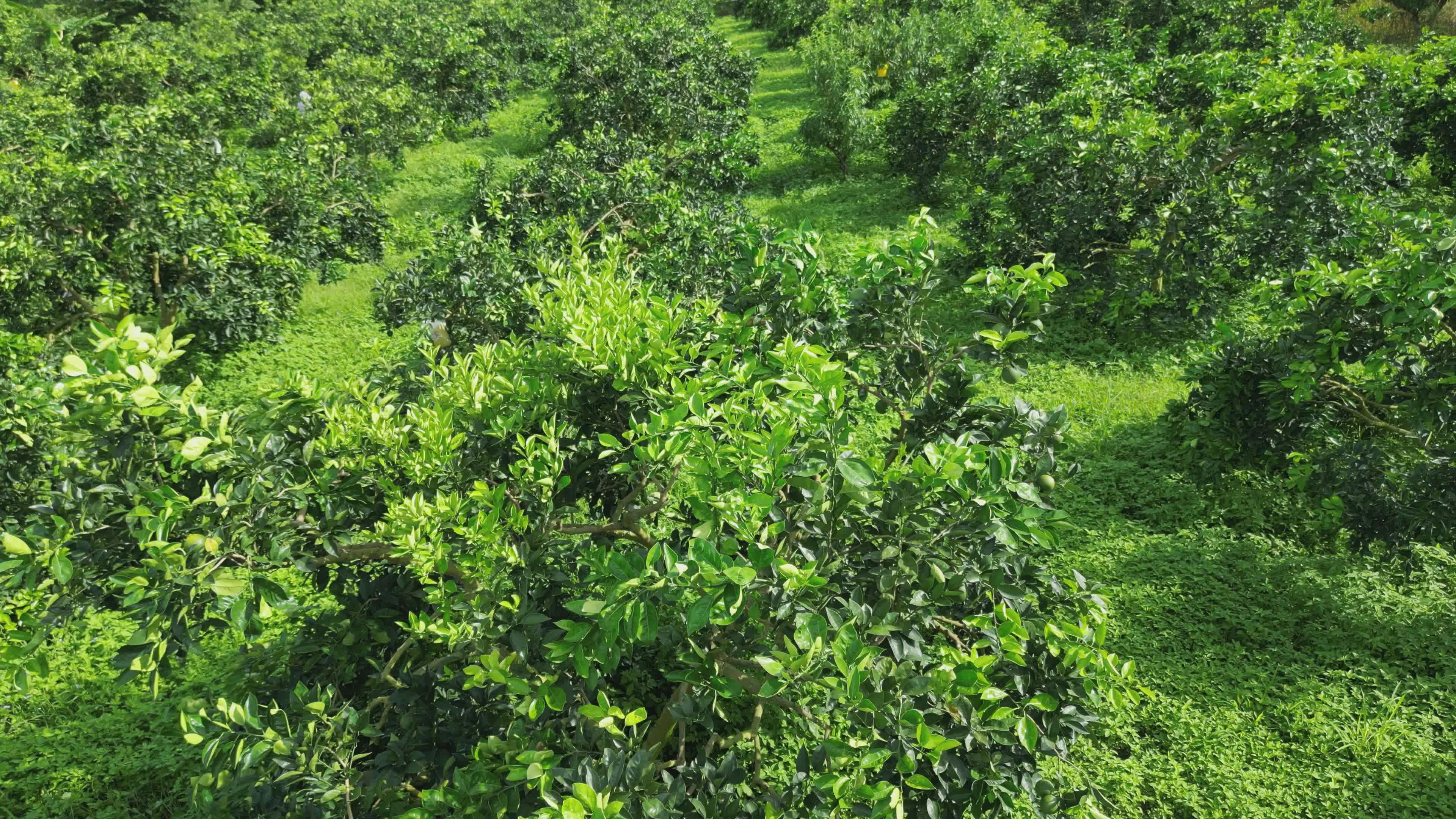 Canopy Environment Videos, Download The BEST Free 4k Stock Video ...