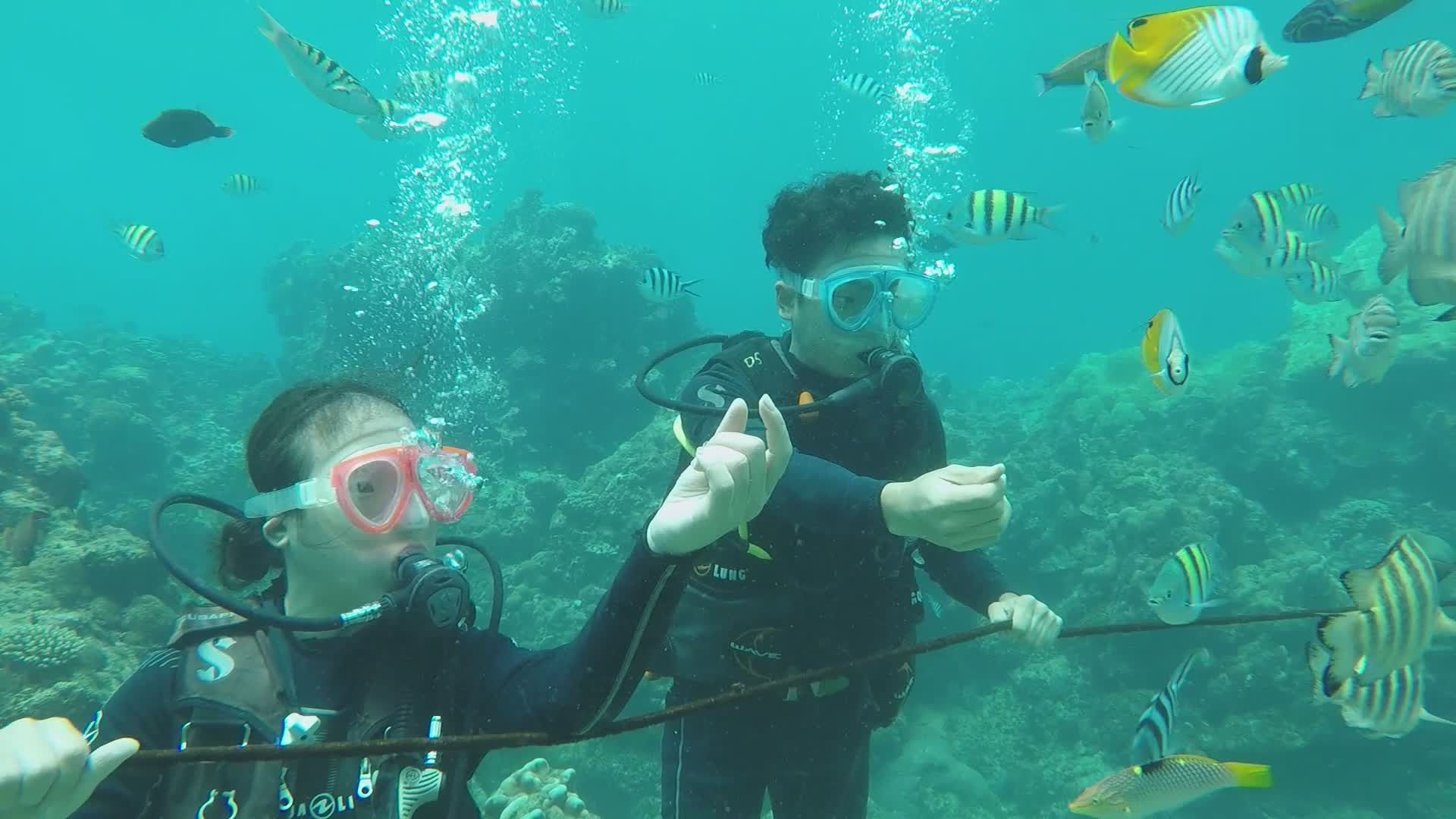 Divers explore vibrant coral reef with tropical fish Free Stock Video ...