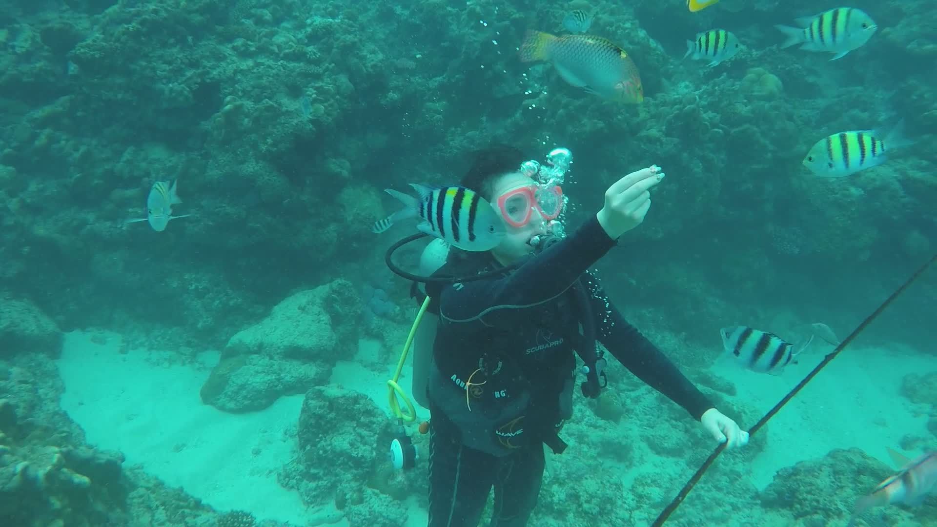 Underwater Scuba Diver Feeding Colorful Tropical Fish Free Stock Video ...