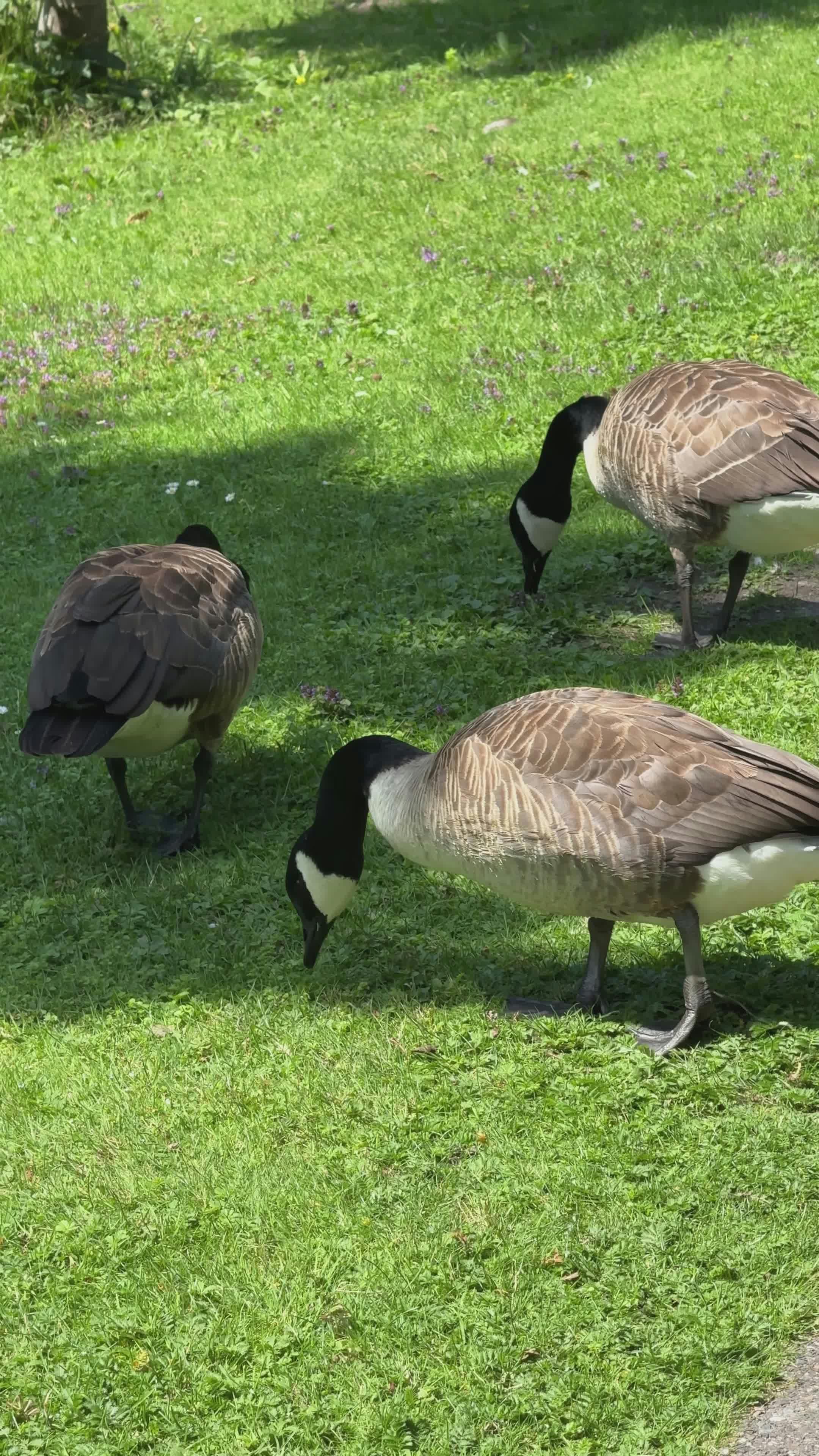 Rye Grass Videos, Download The BEST Free 4k Stock Video Footage & Rye ...