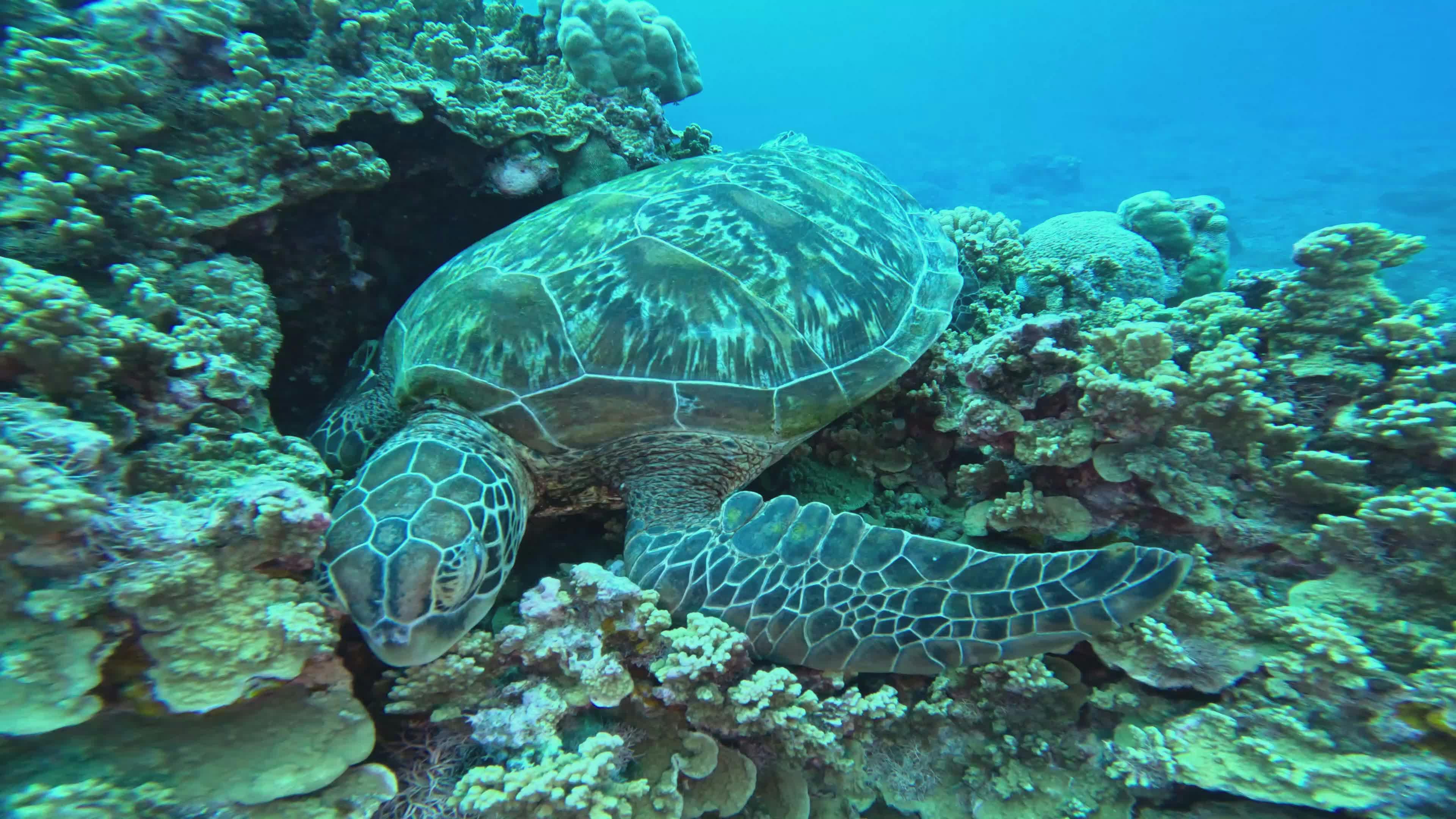 Anime Turtle Videos, Download The BEST Free 4k Stock Video Footage ...