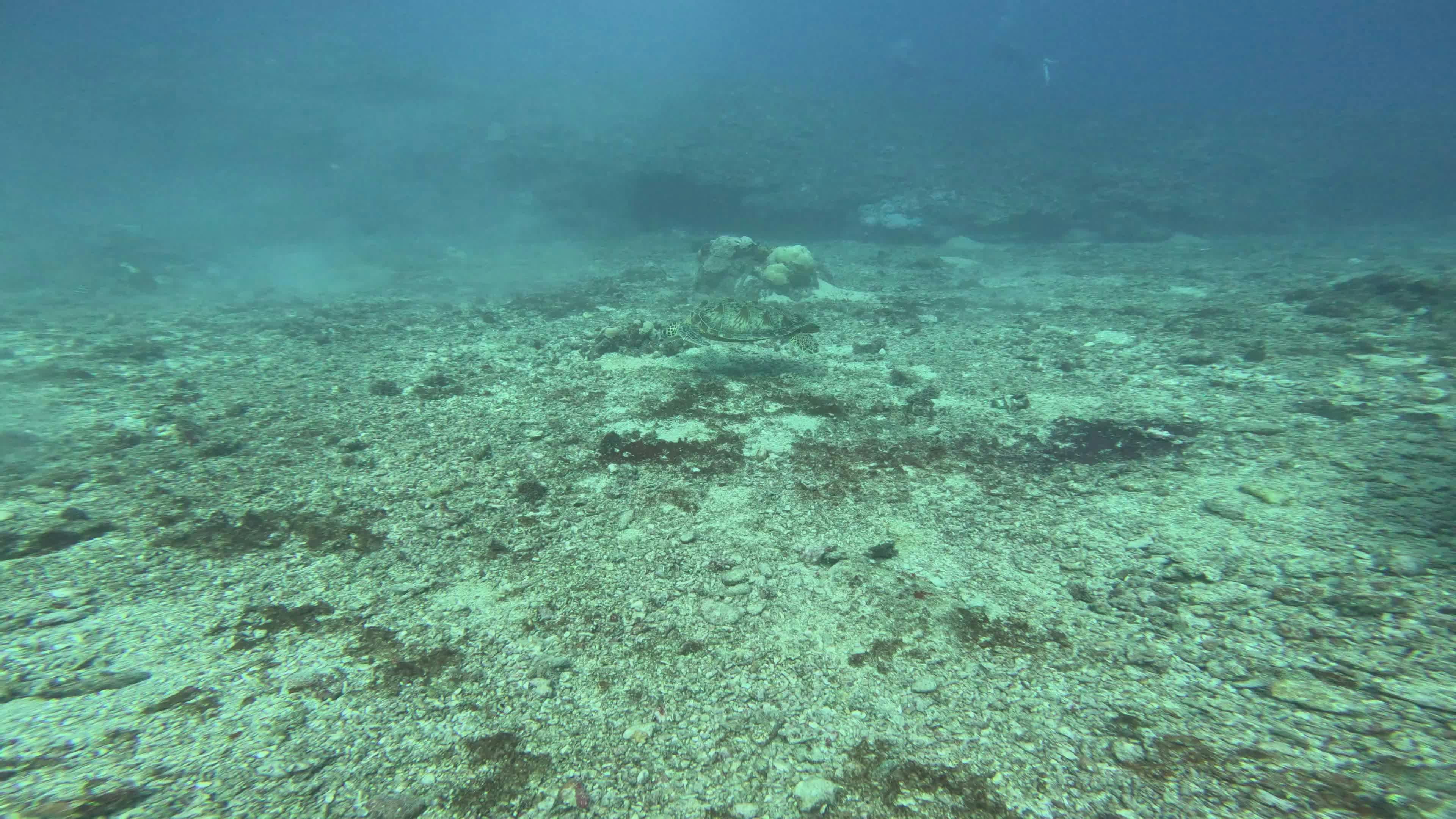 Breathtaking Underwater Ocean Floor Exploration Free Stock Video ...