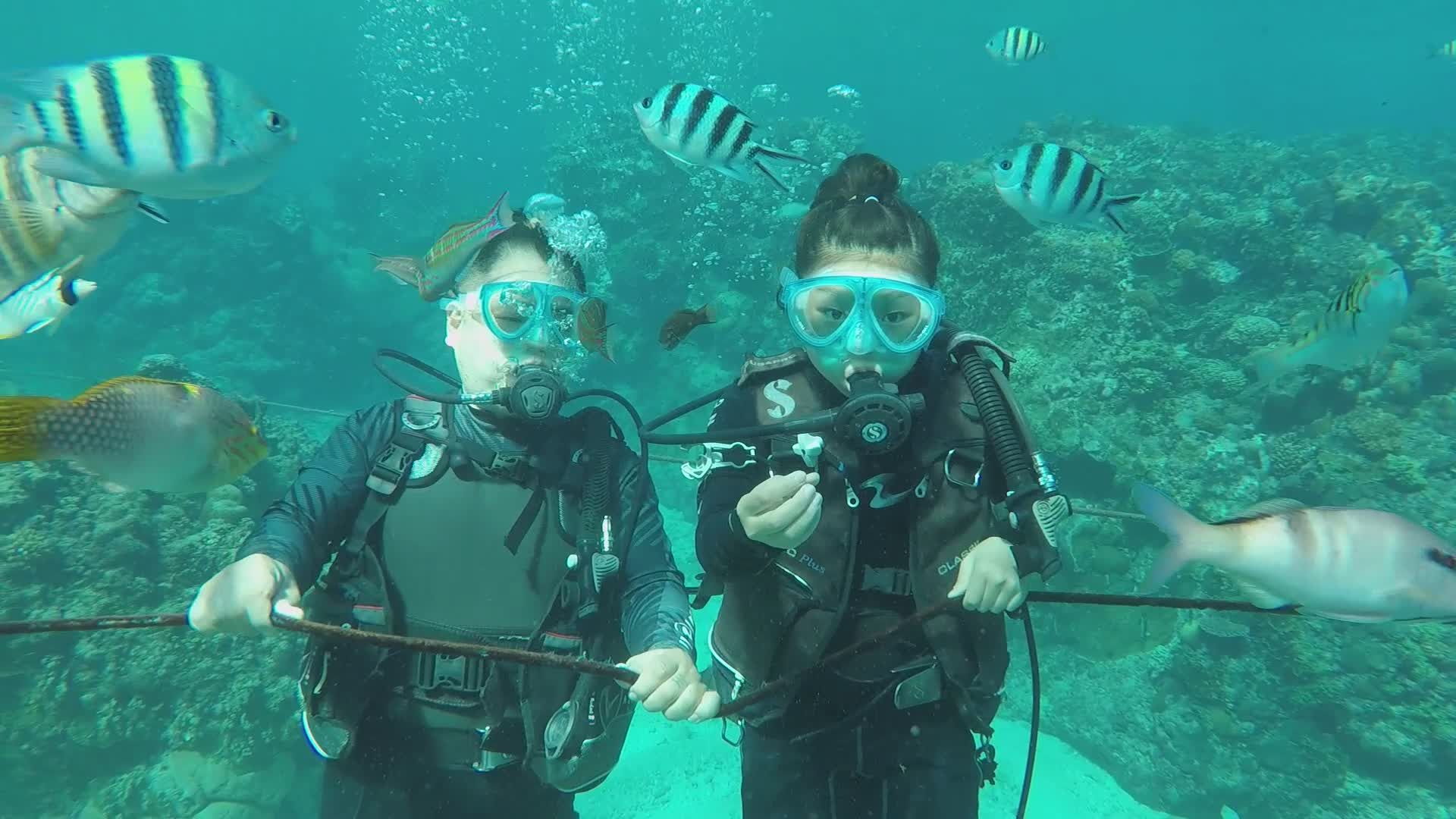 Scuba Divers Surrounded by Tropical Fish in Vibrant Coral Reef Free ...