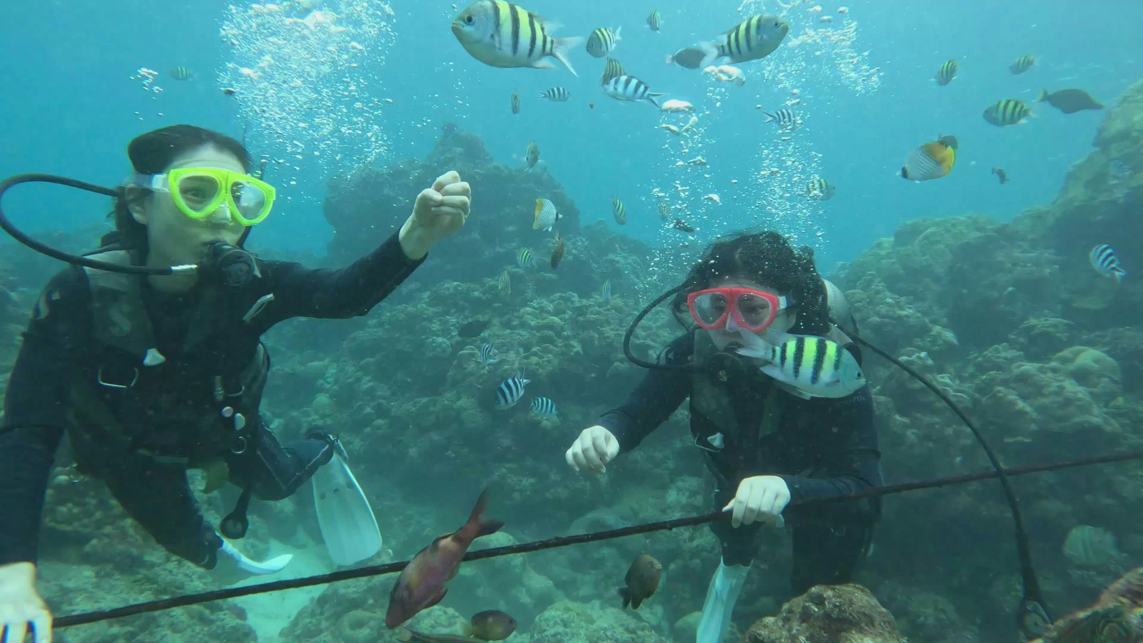 Explorando Los Arrecifes De Coral: Aventura De Buceo · Vídeo de stock ...