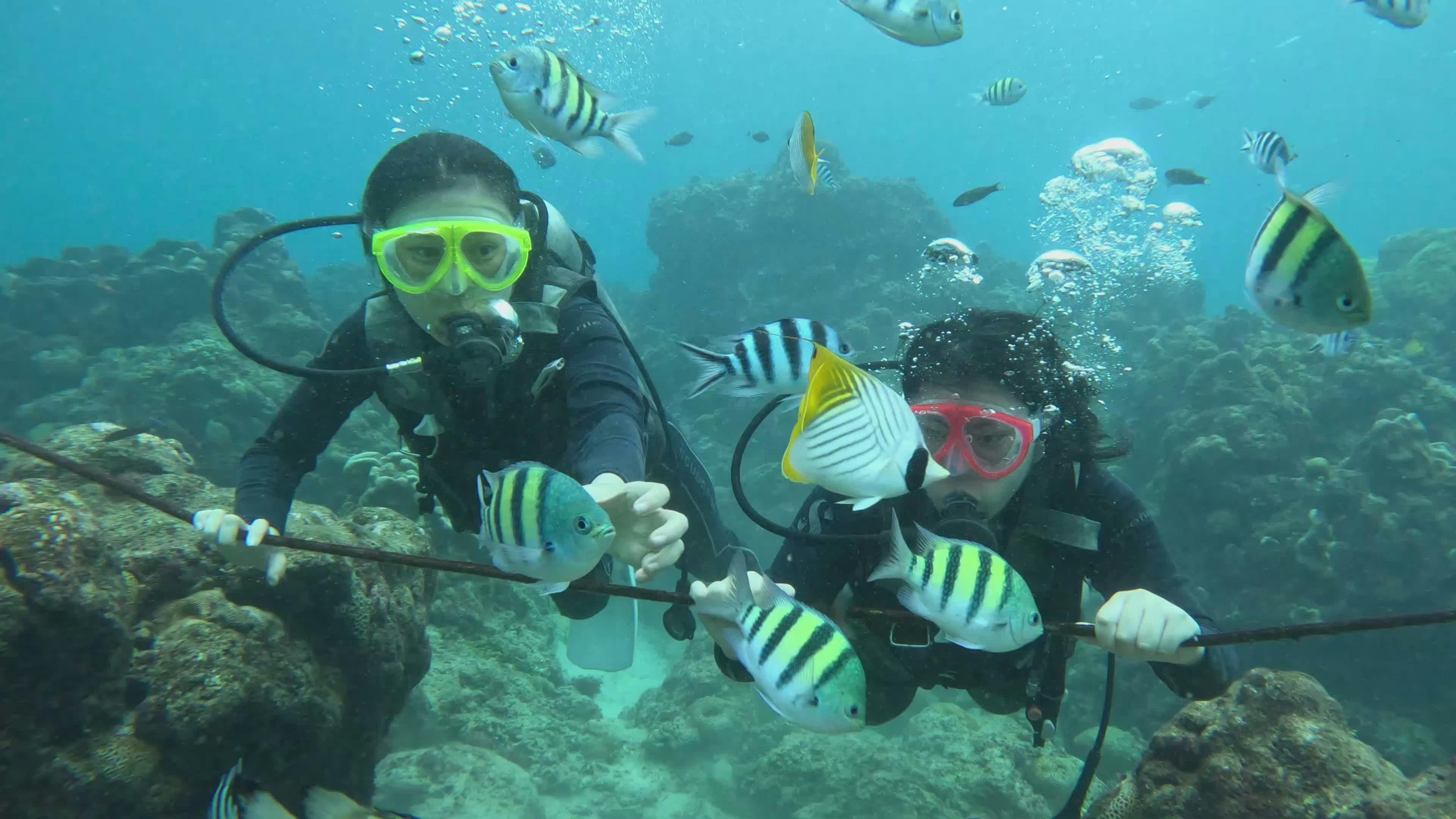 Koreai Fish Videos, Download The BEST Free 4k Stock Video Footage ...