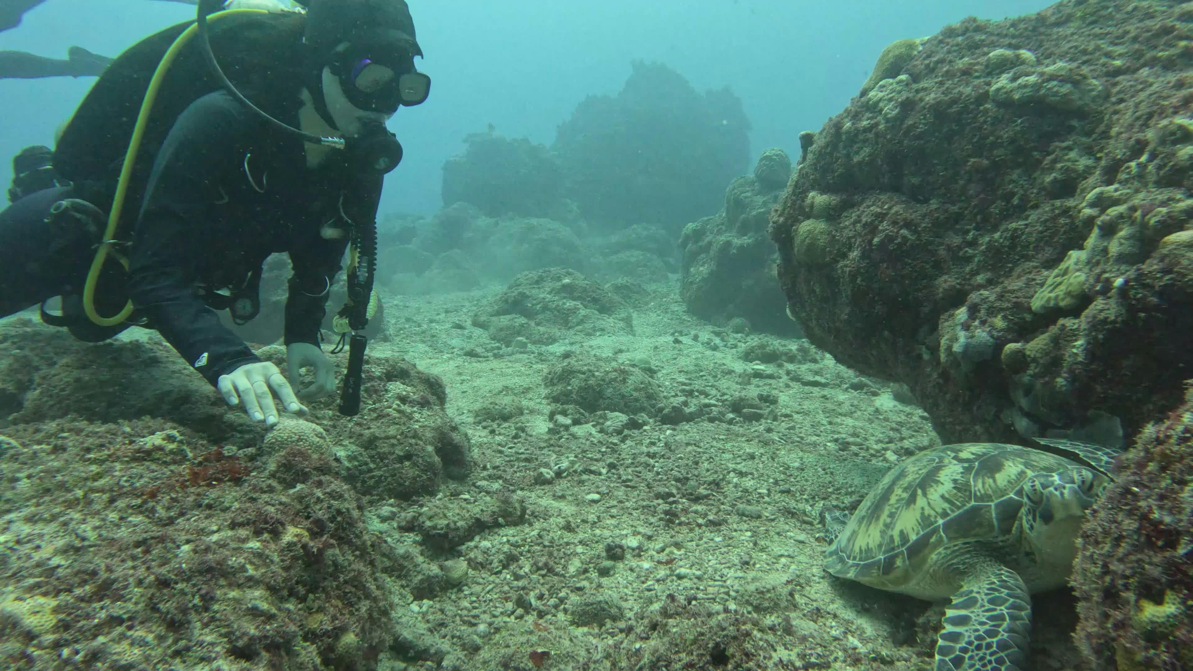 Turtles Fruits Videos, Download The BEST Free 4k Stock Video Footage ...