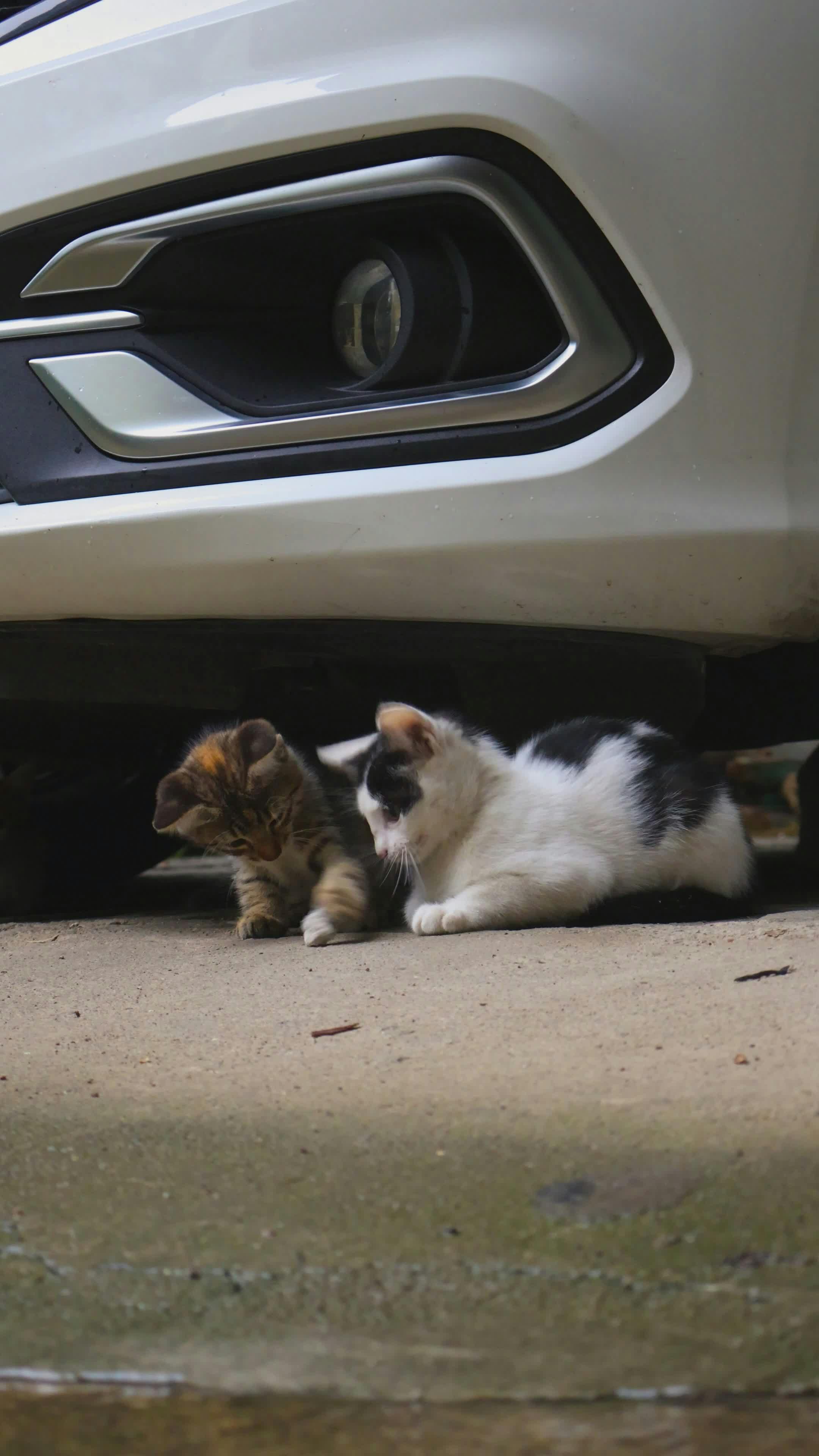 Cat Fighting Videos, Download The BEST Free 4k Stock Video Footage ...