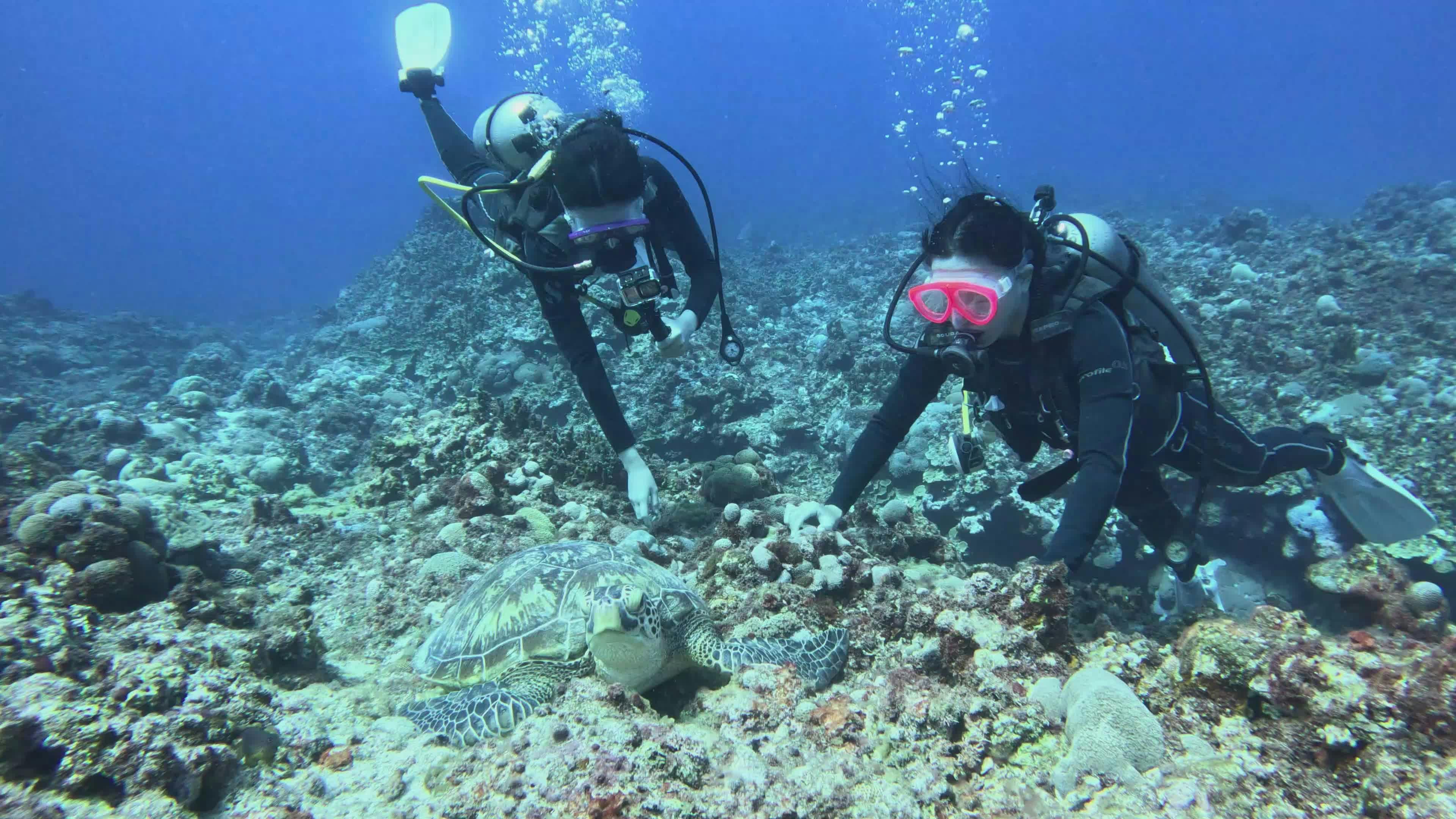 Scuba Divers Encounter Sea Turtle in Coral Reef Free Stock Video ...