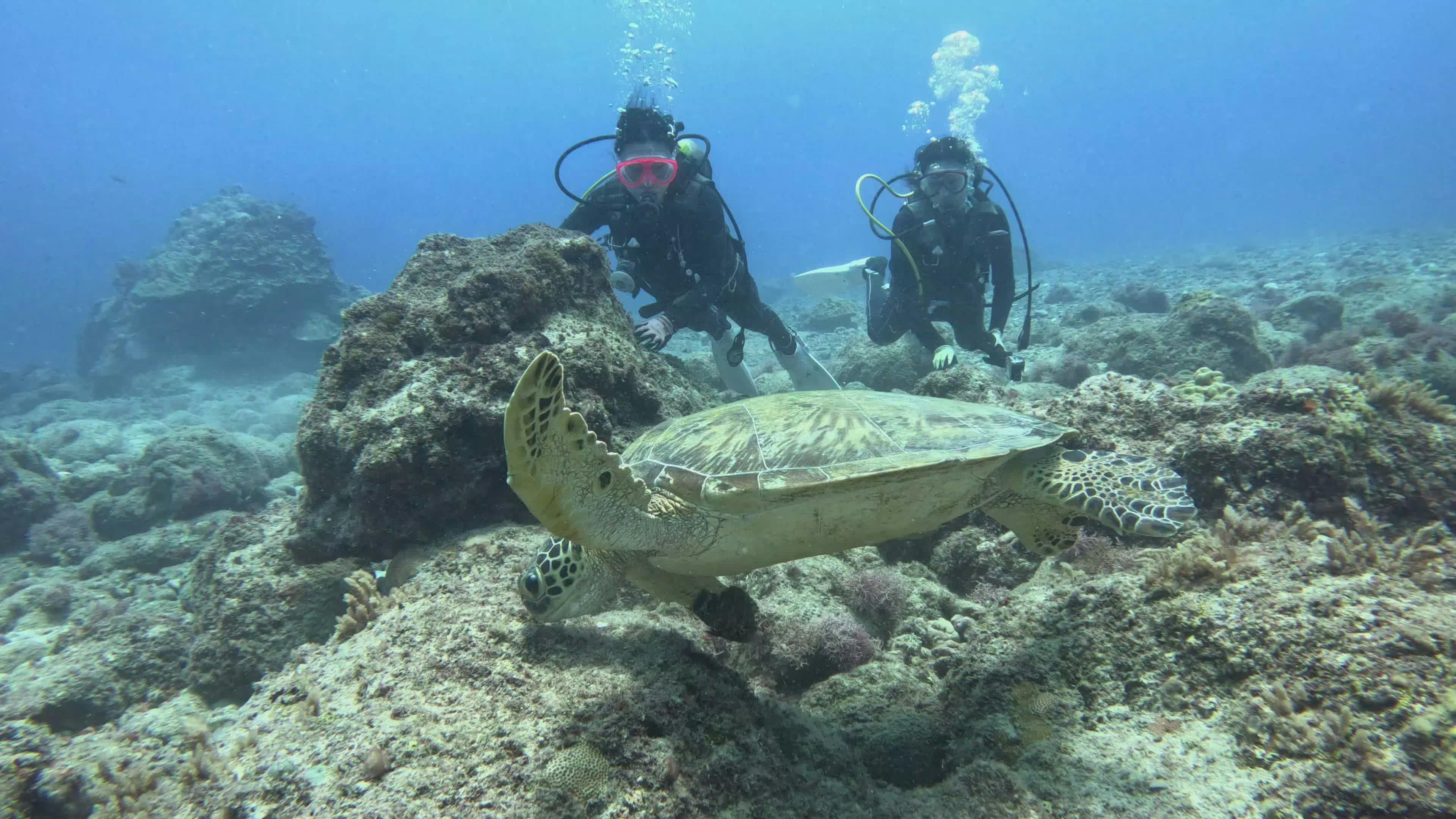 Scuba Divers Exploring with Sea Turtle Underwater Free Stock Video ...