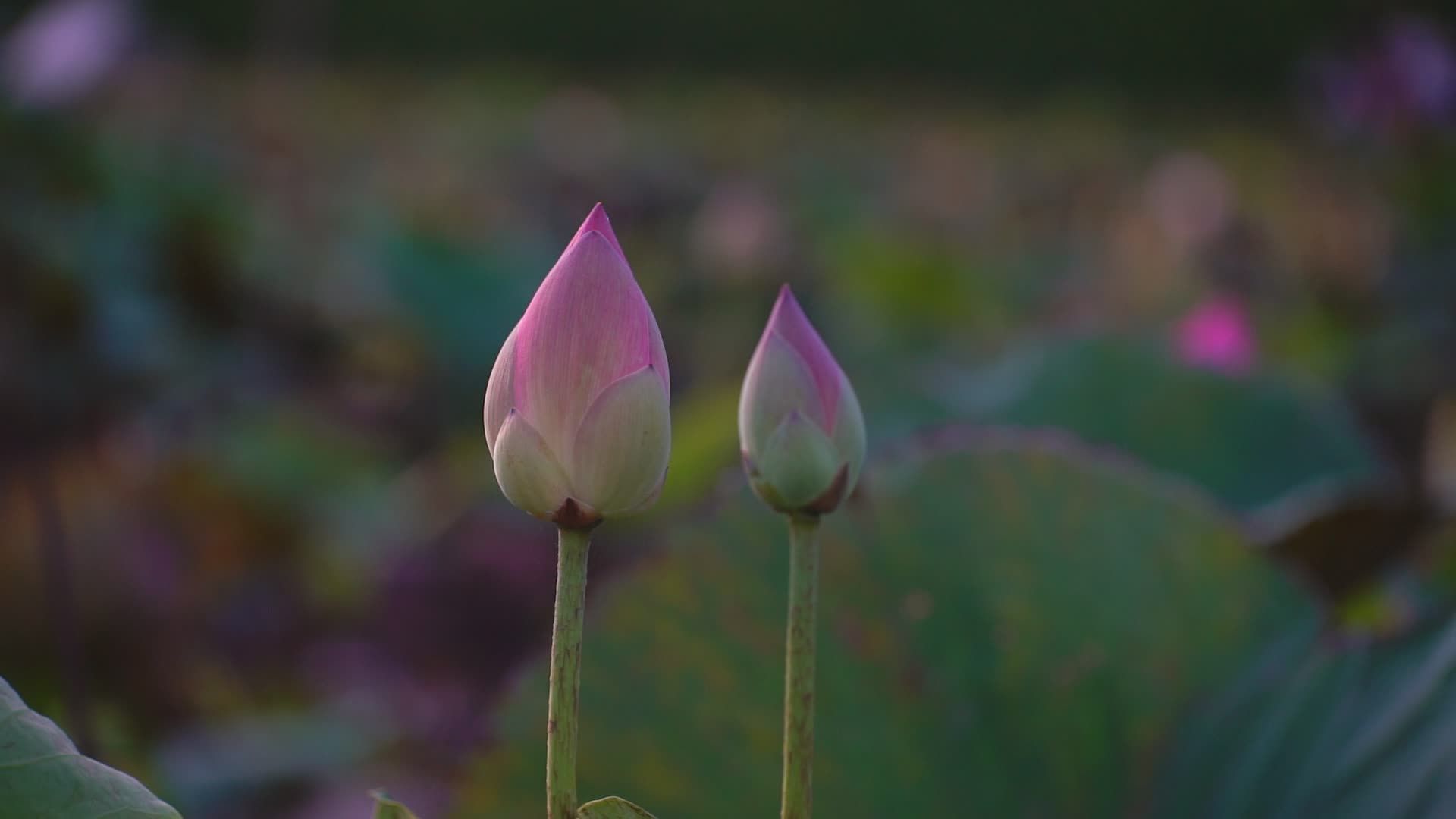 Vege Garden Videos, Download The BEST Free 4k Stock Video Footage ...
