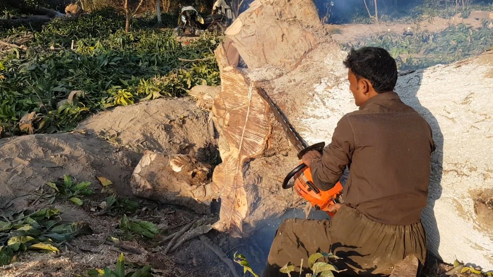 Tree Cutting Videos, Download Free 4k Stock Video Footage & Tree ...