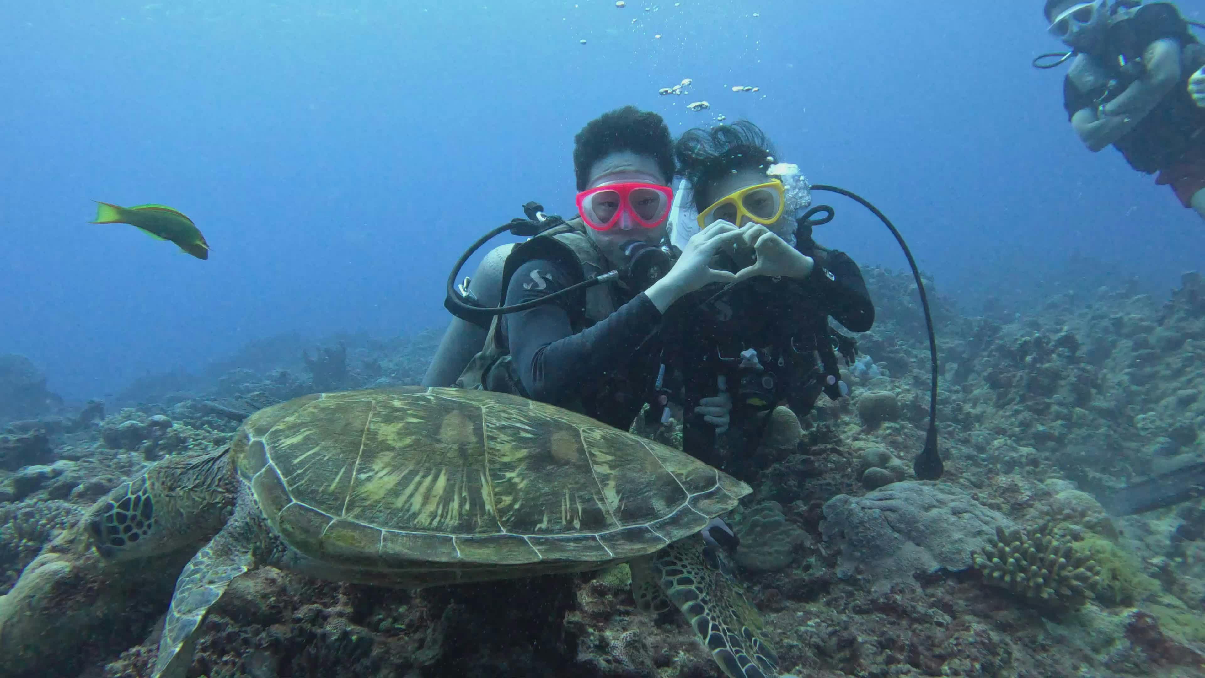 Scuba Divers with Sea Turtle in Vibrant Reef Free Stock Video Footage ...