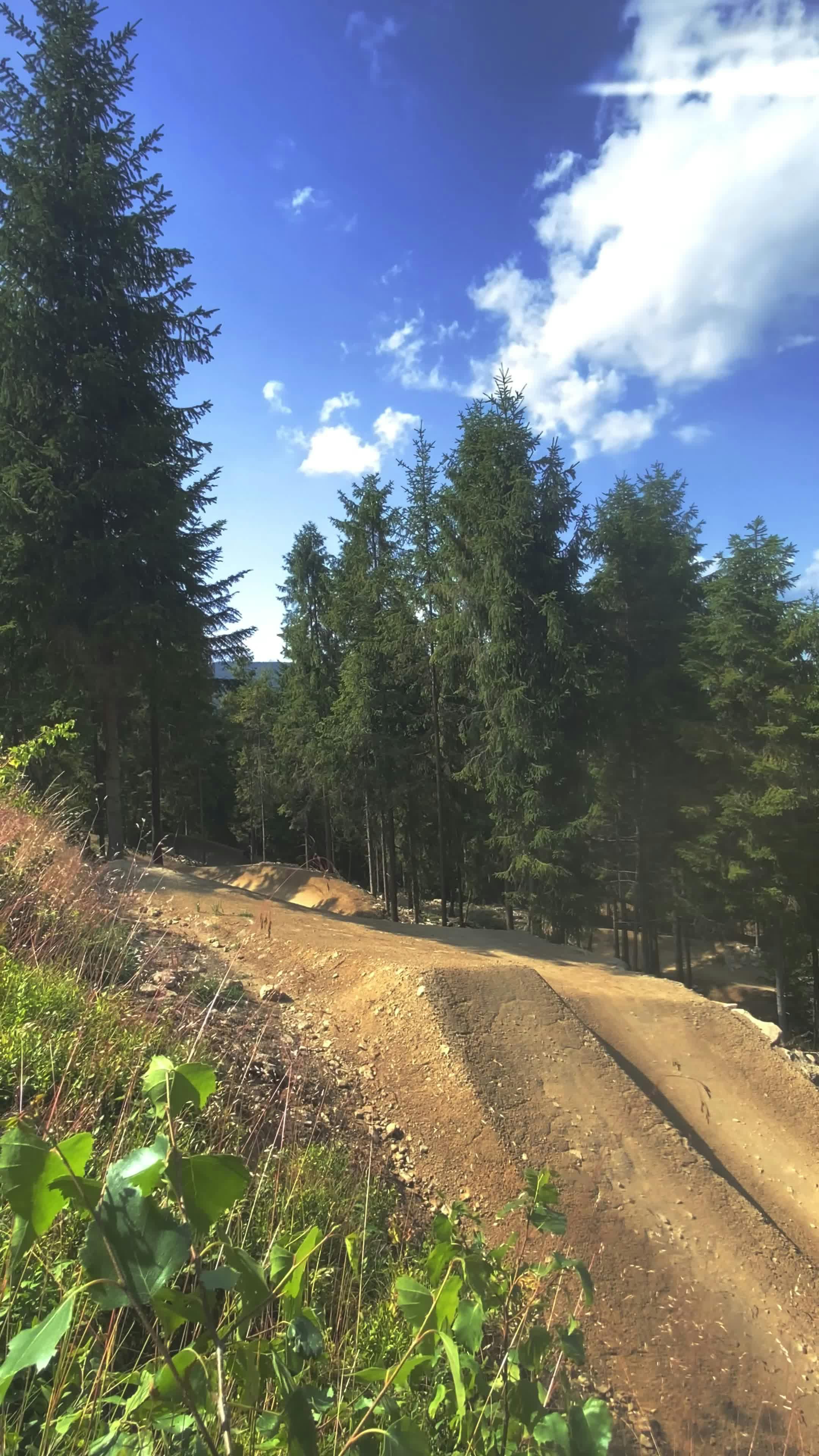 Green Forest Videos, Download The BEST Free 4k Stock Video Footage ...