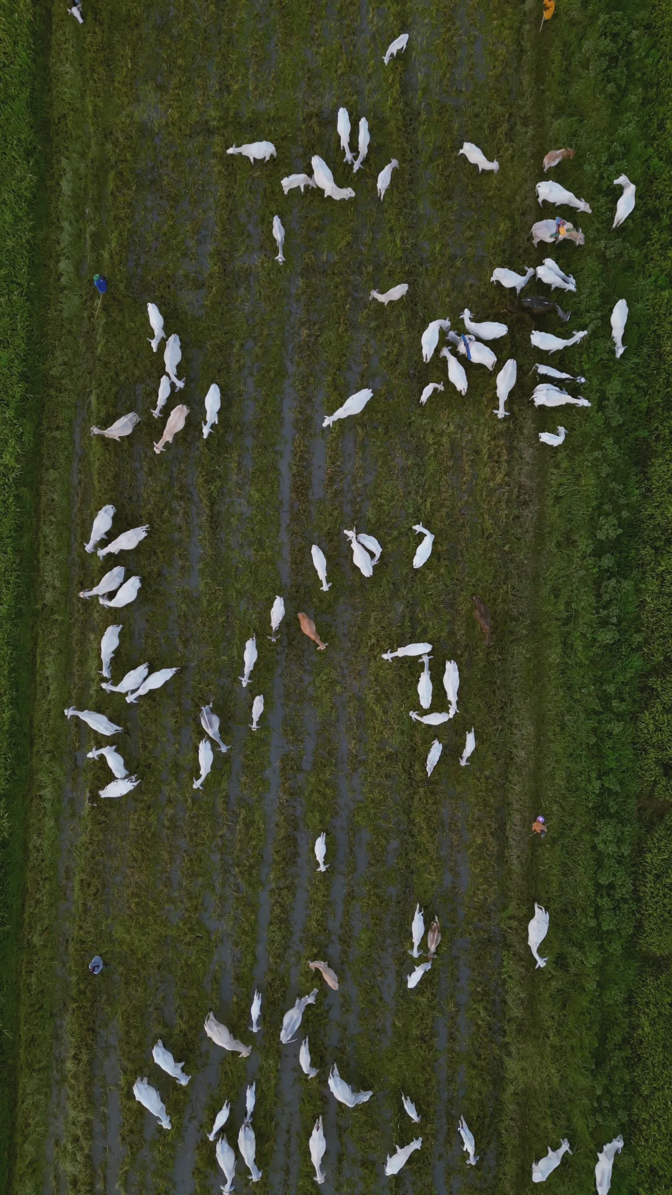 Vista Aérea De Ganado Pastando En Un Pasto Verde · Vídeo de stock gratuito
