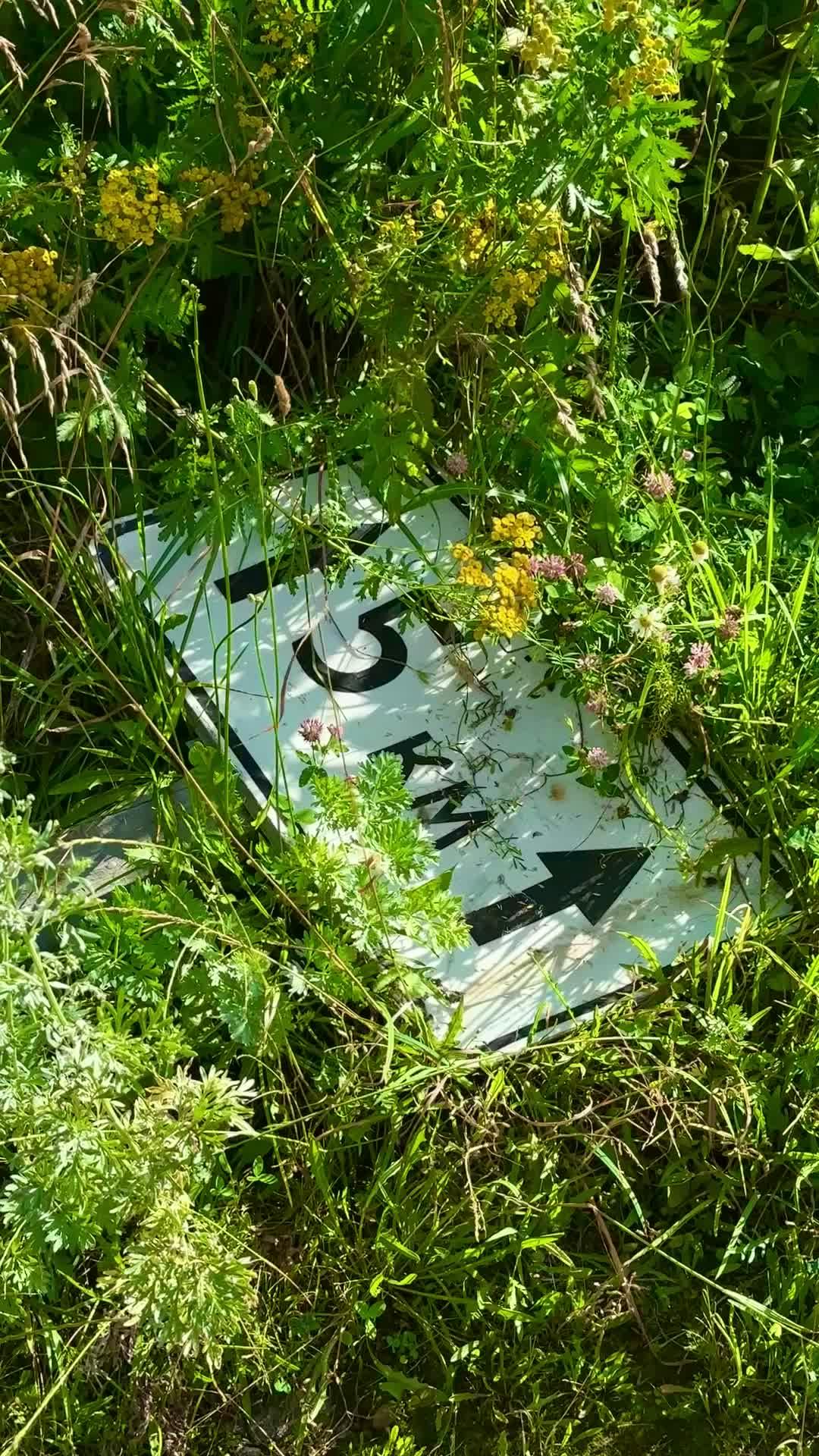 Overgrown Road Sign Amid Lush Greenery Free Stock Video Footage ...