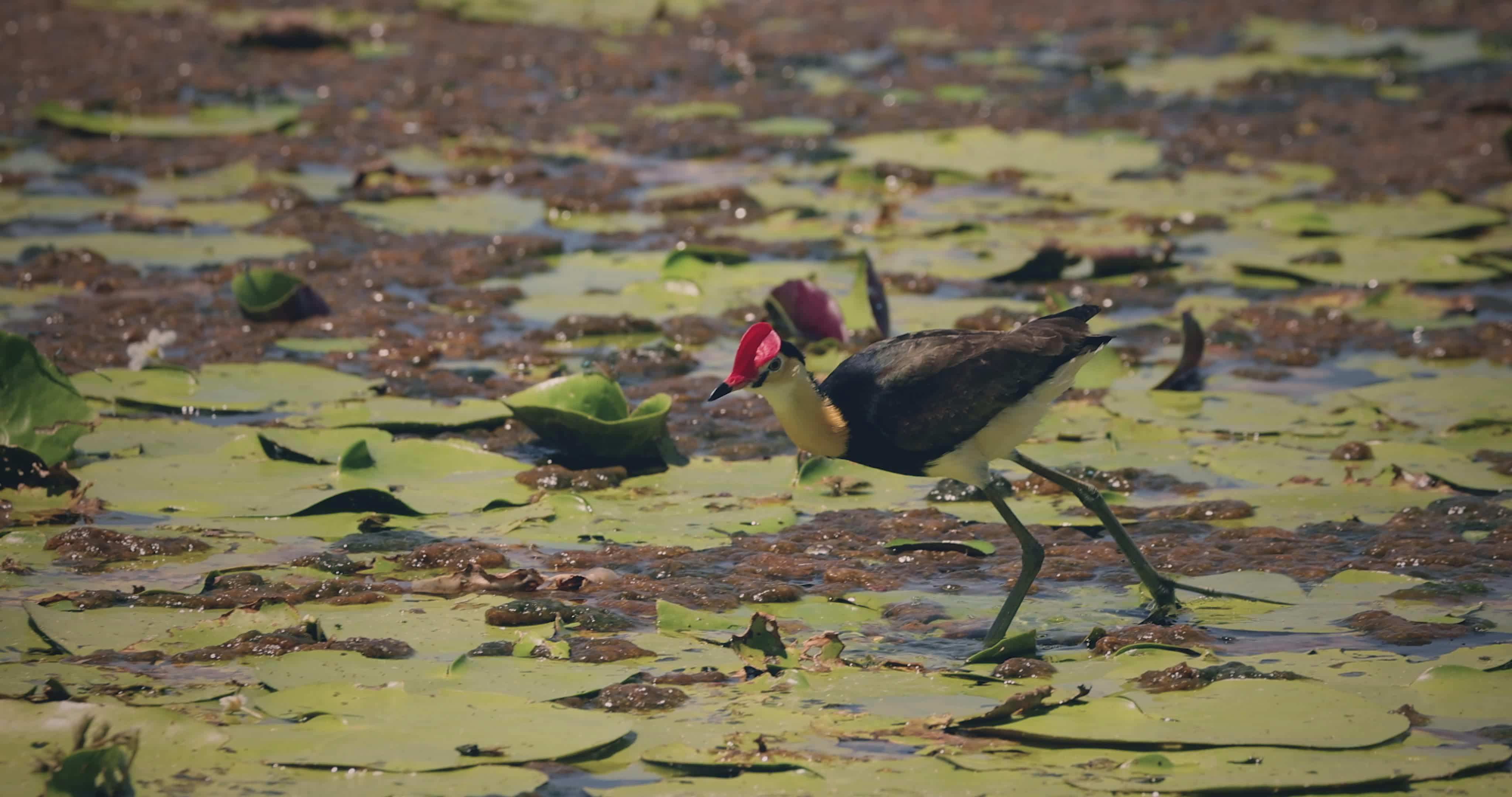 Australian Videos, Download The BEST Free 4k Stock Video Footage ...