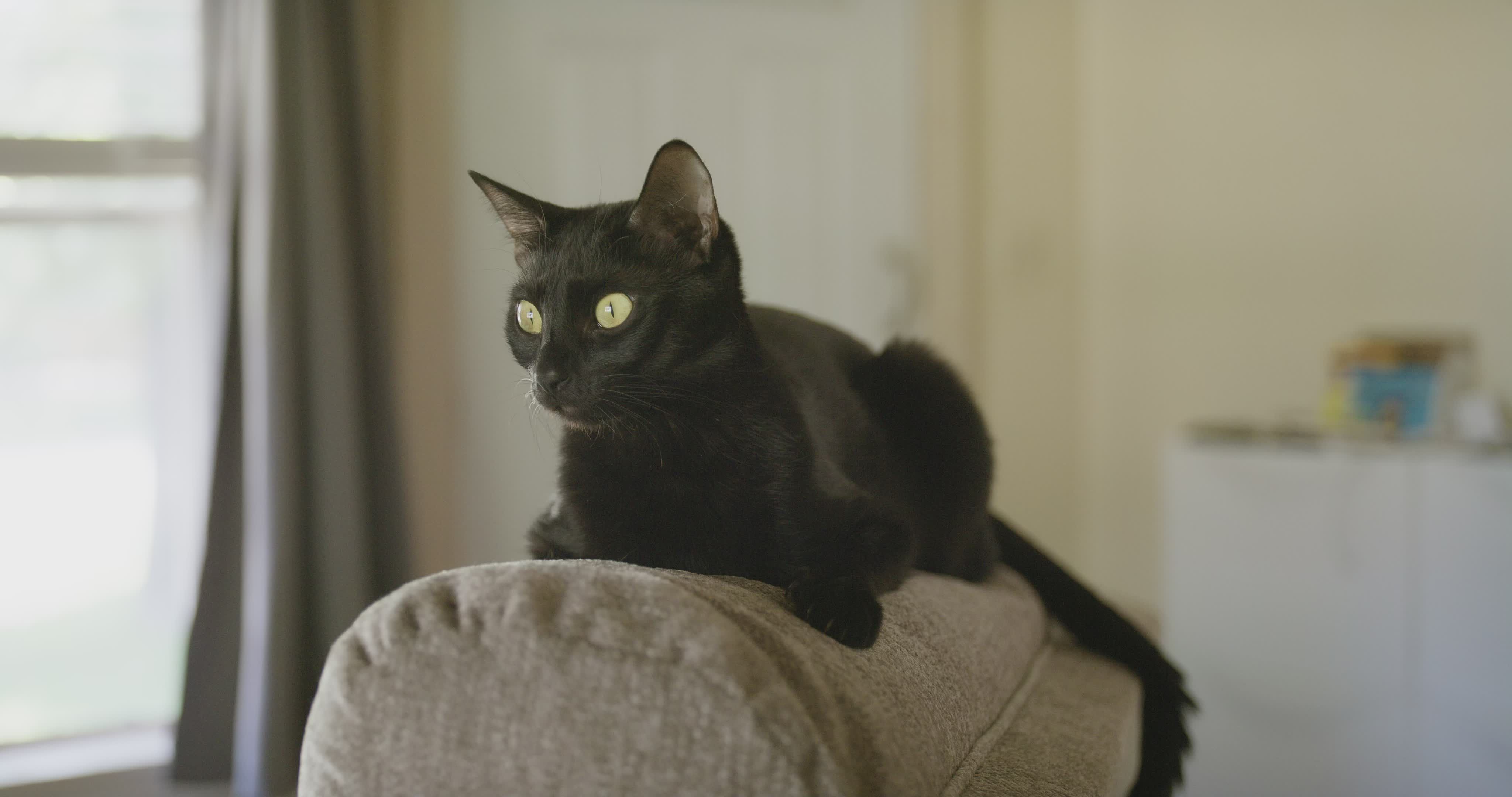 Black Cat Relaxing Indoors on Couch Free Stock Video Footage, Royalty ...