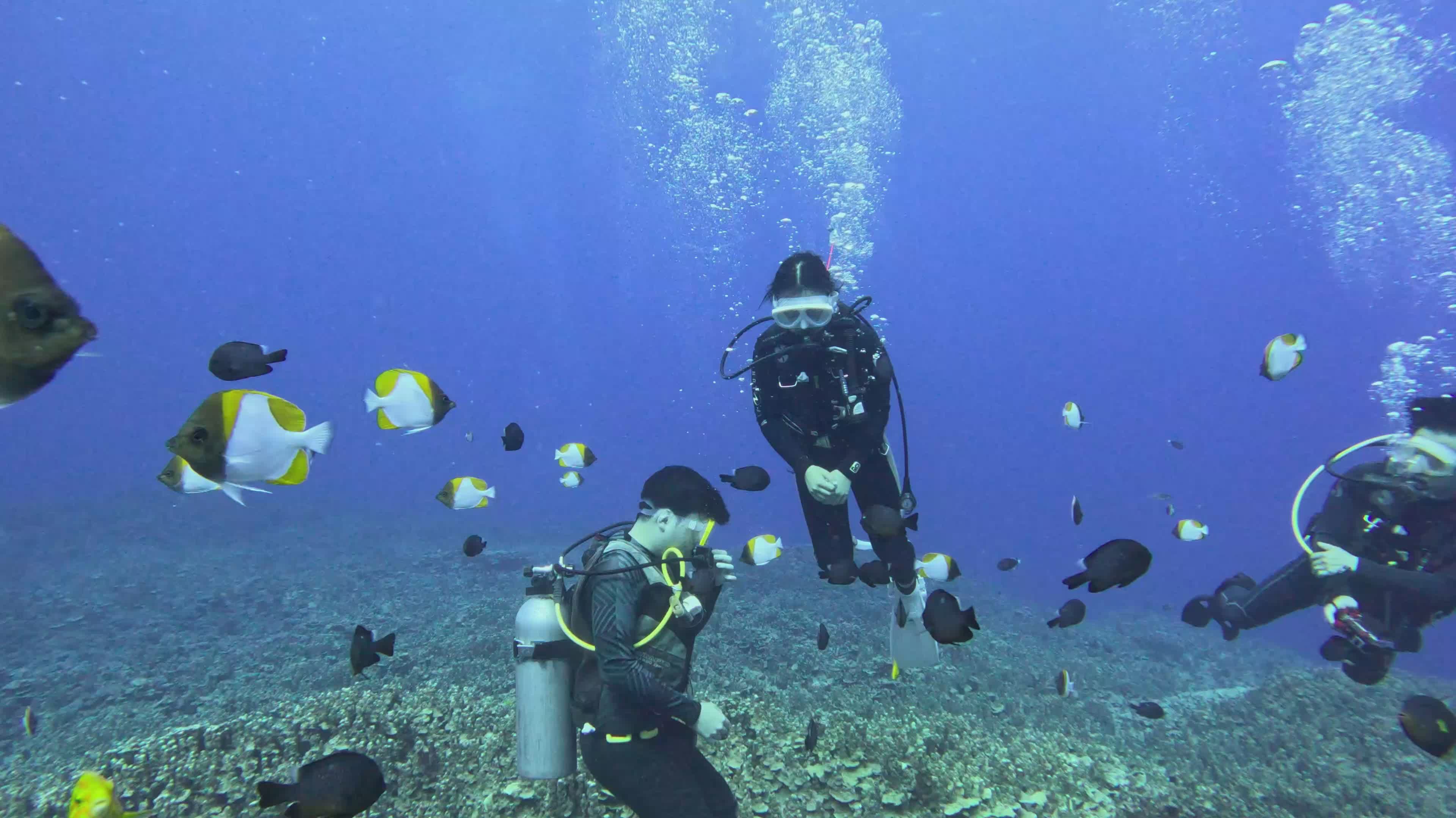 Underwater Scuba Diving Adventure with Tropical Fish Free Stock Video ...