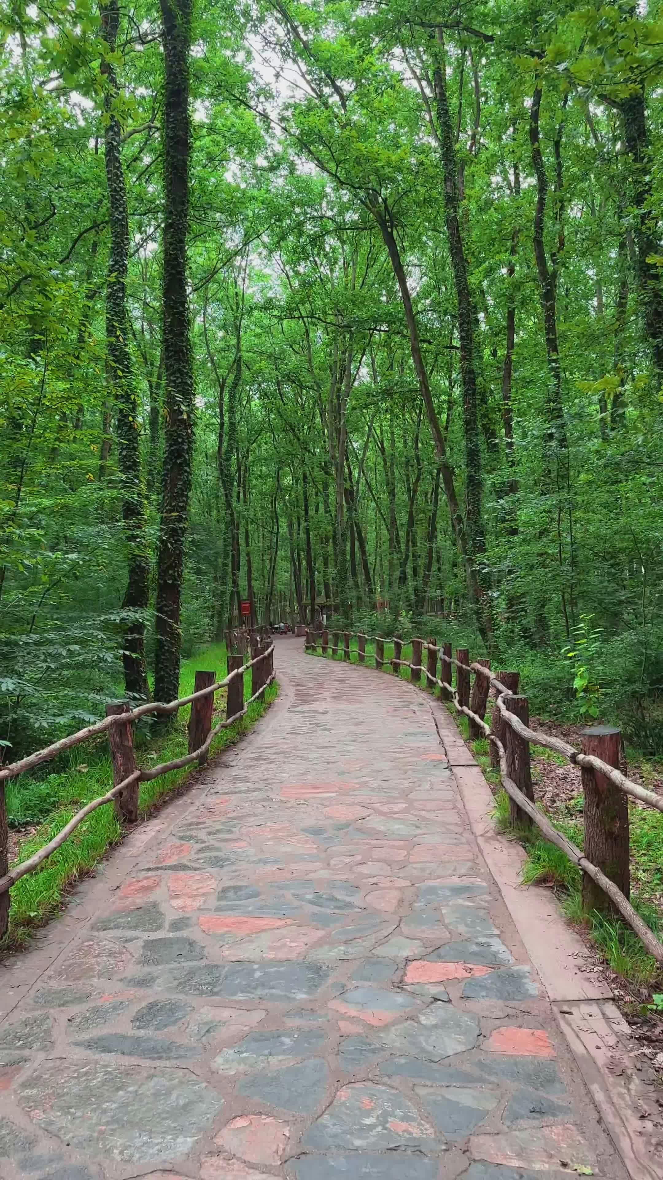 Serene Forest Pathway in Lush Greenery Free Stock Video Footage ...