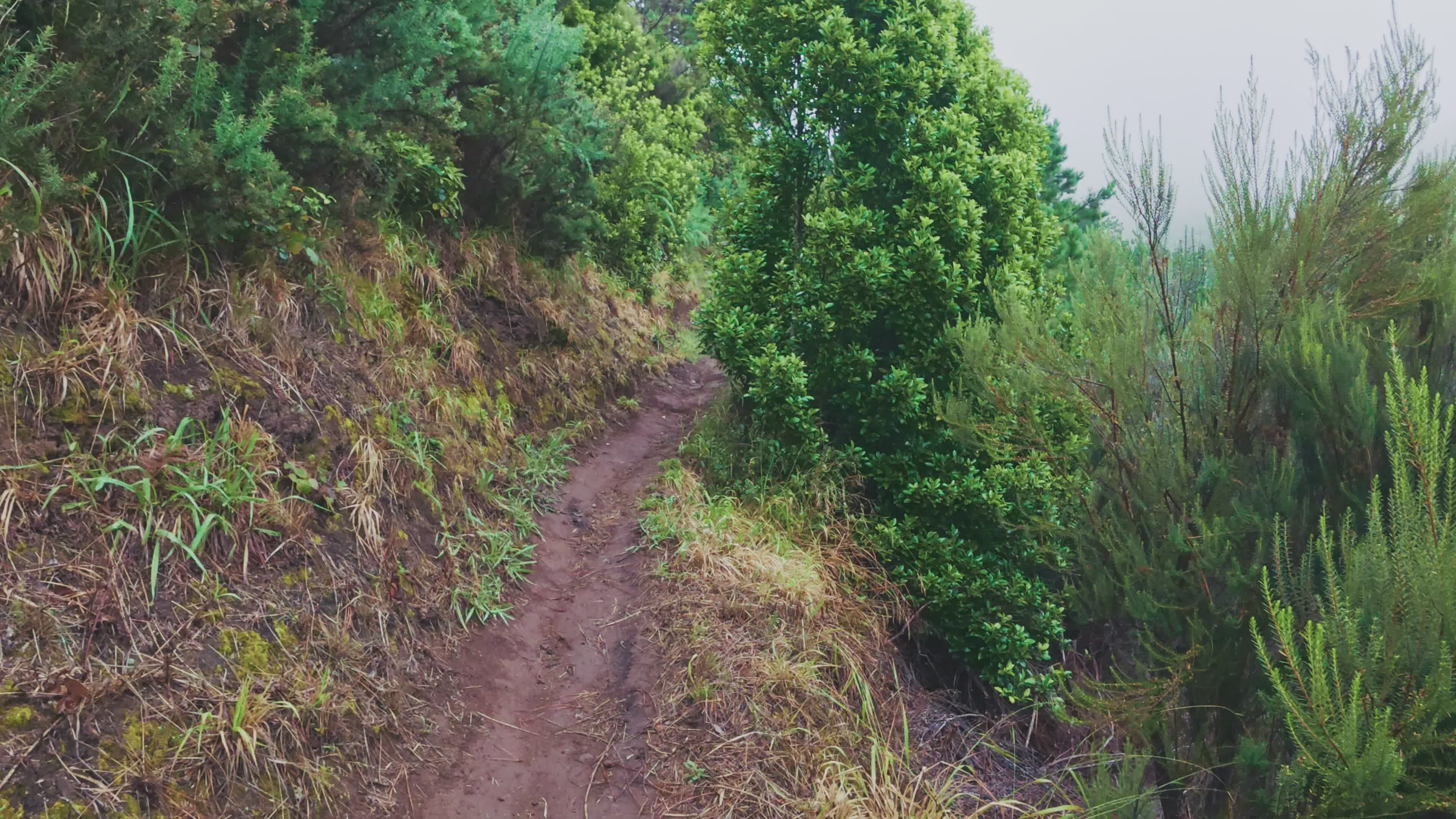Sendero Panorámico Del Bosque Verde En Madeira · Vídeo de stock gratuito