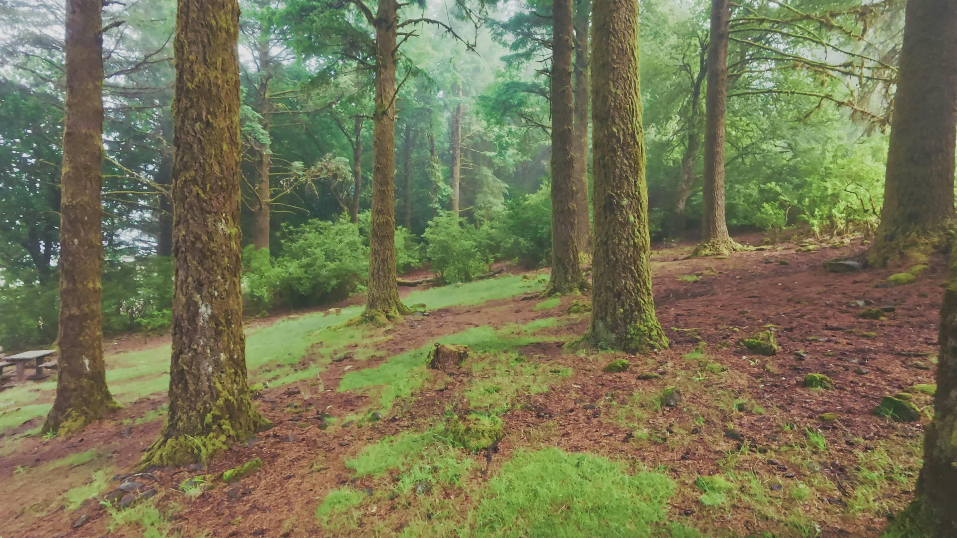 Forest Bark Videos, Download The BEST Free 4k Stock Video Footage ...