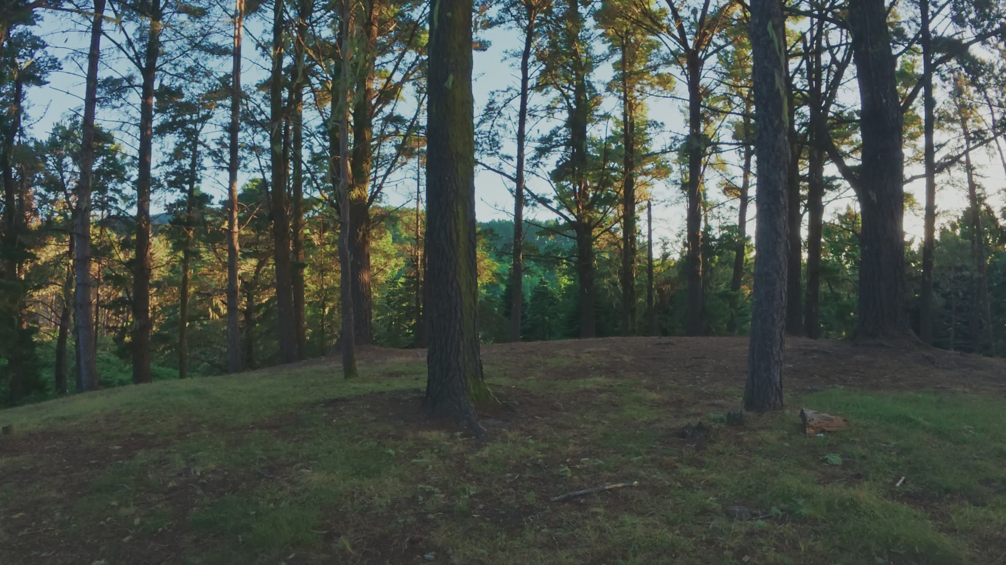 Serene Forest Panorama at Sunset Free Stock Video Footage, Royalty-Free ...