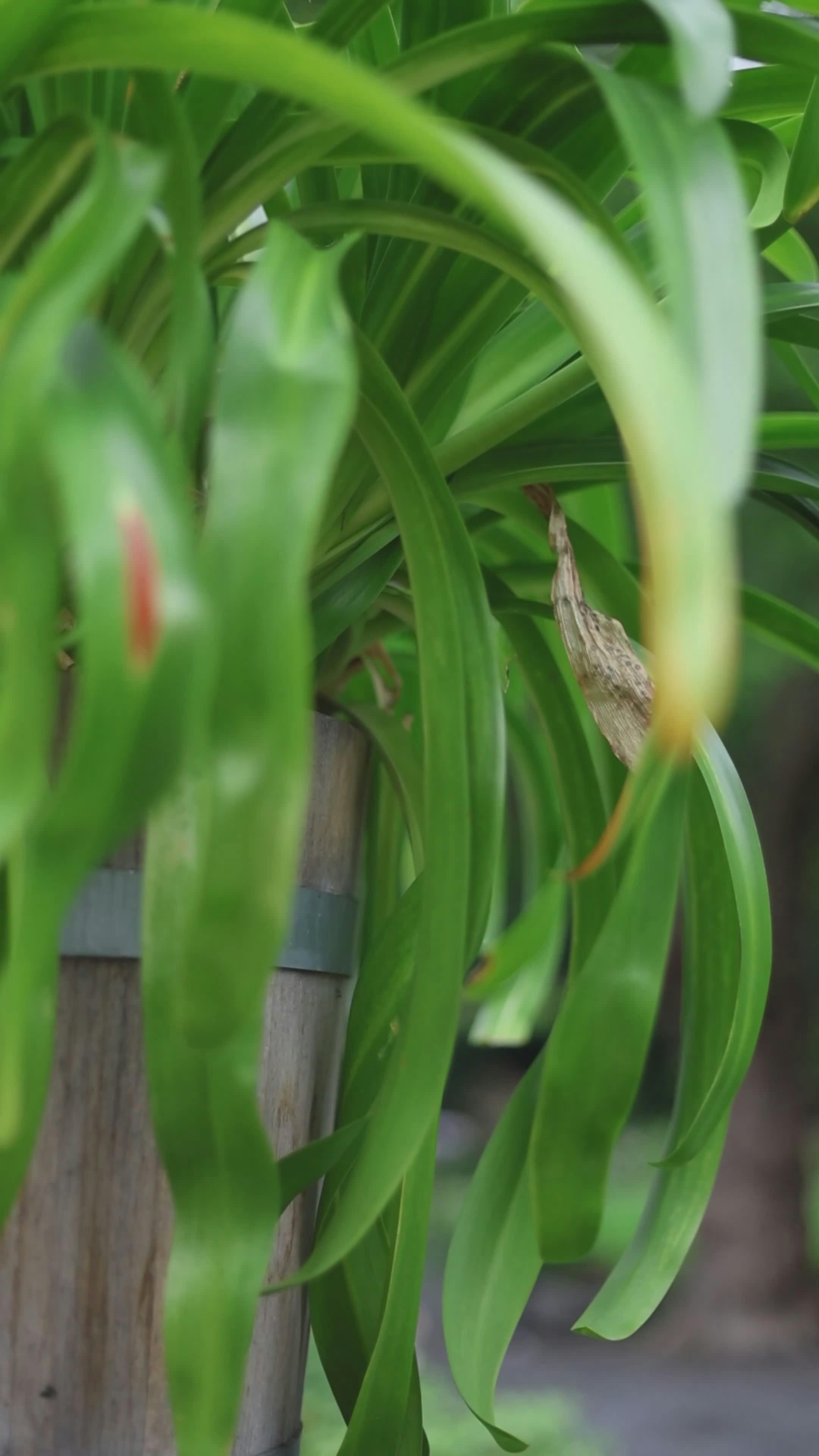 Tanda Visual Videos, Download The BEST Free 4k Stock Video Footage ...