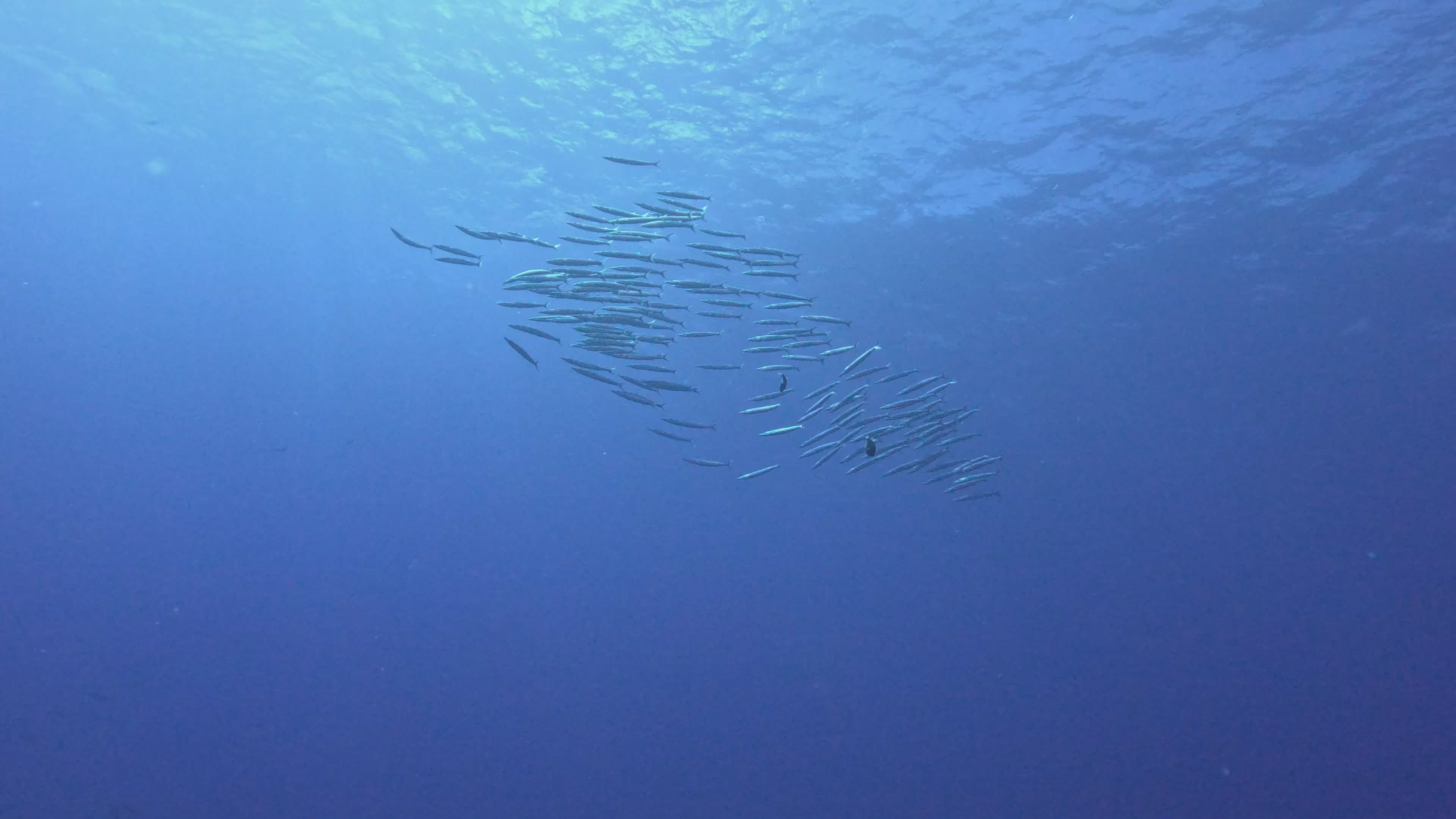 Scenic Underwater Fish School in Deep Blue Ocean Free Stock Video ...