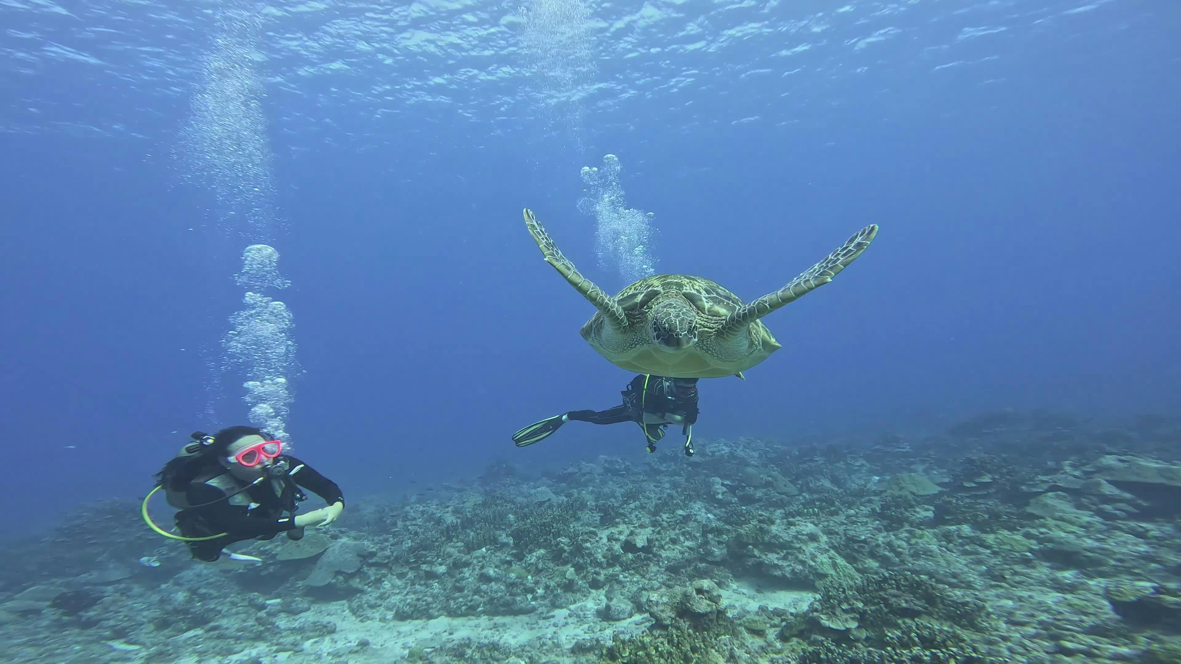 Pulse Wise Videos, Download The BEST Free 4k Stock Video Footage ...