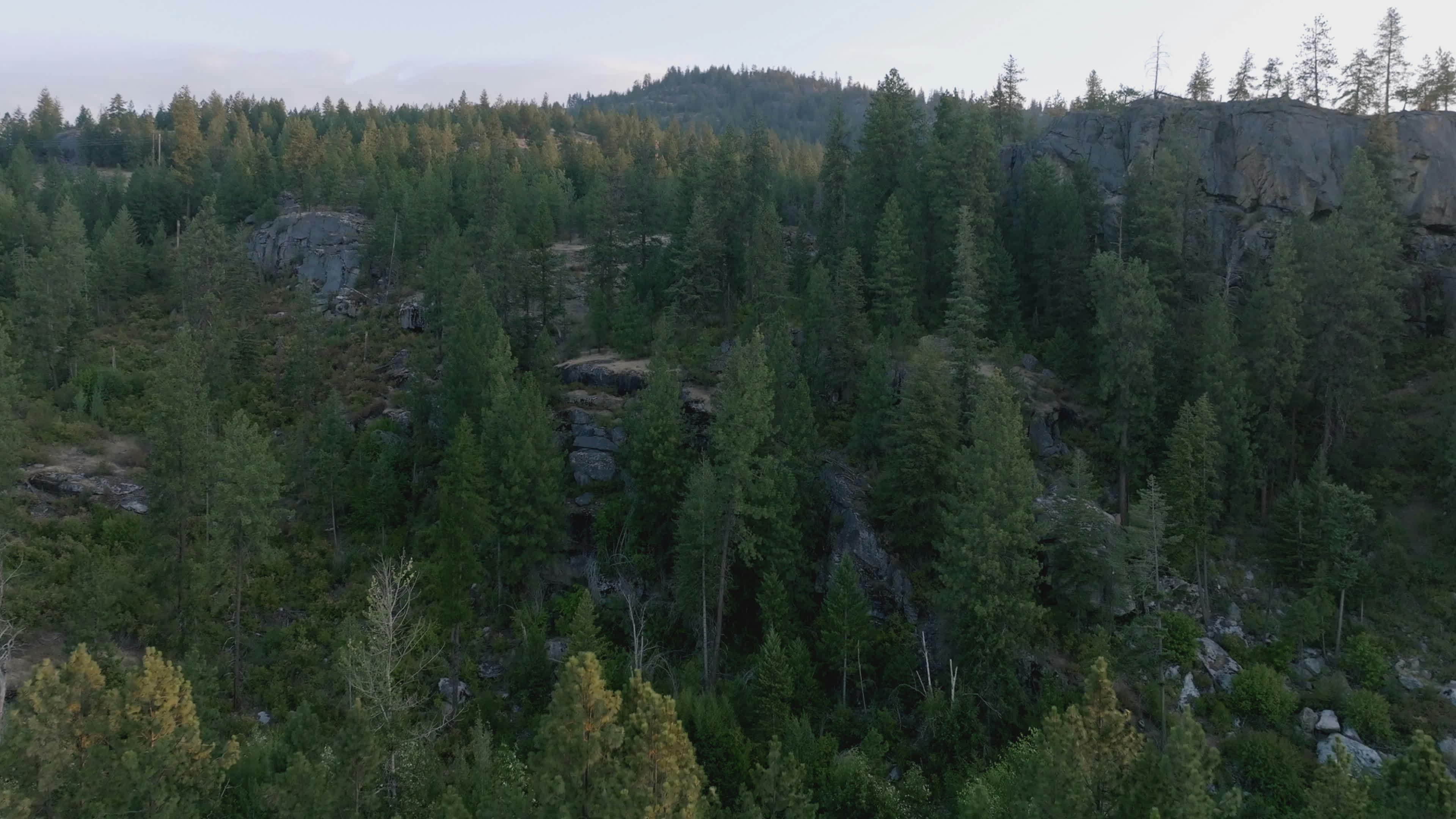 Forestry Videos, Download The BEST Free 4k Stock Video Footage ...