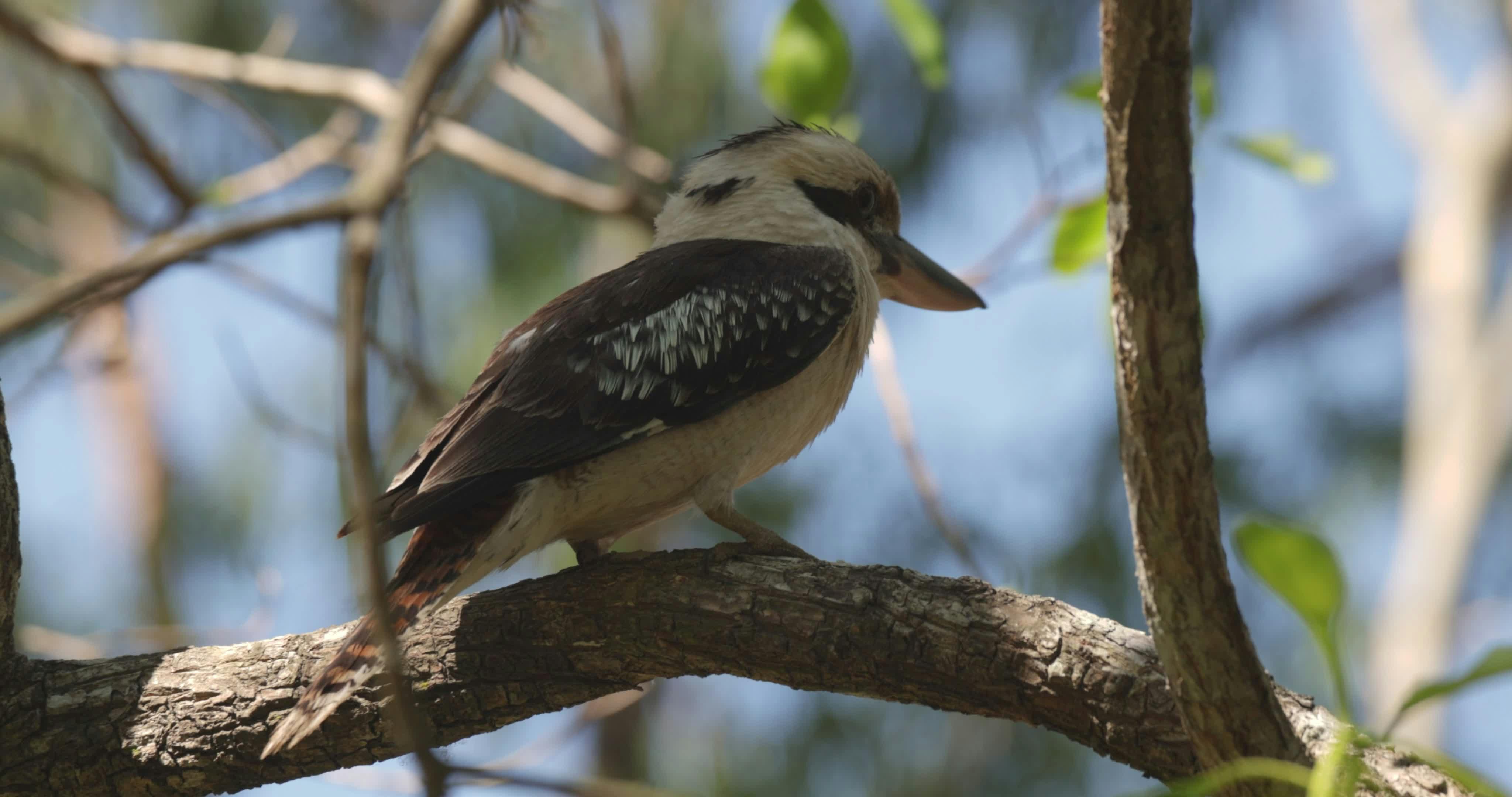 Wild Animals 4k Videos, Download The BEST Free 4k Stock Video Footage ...