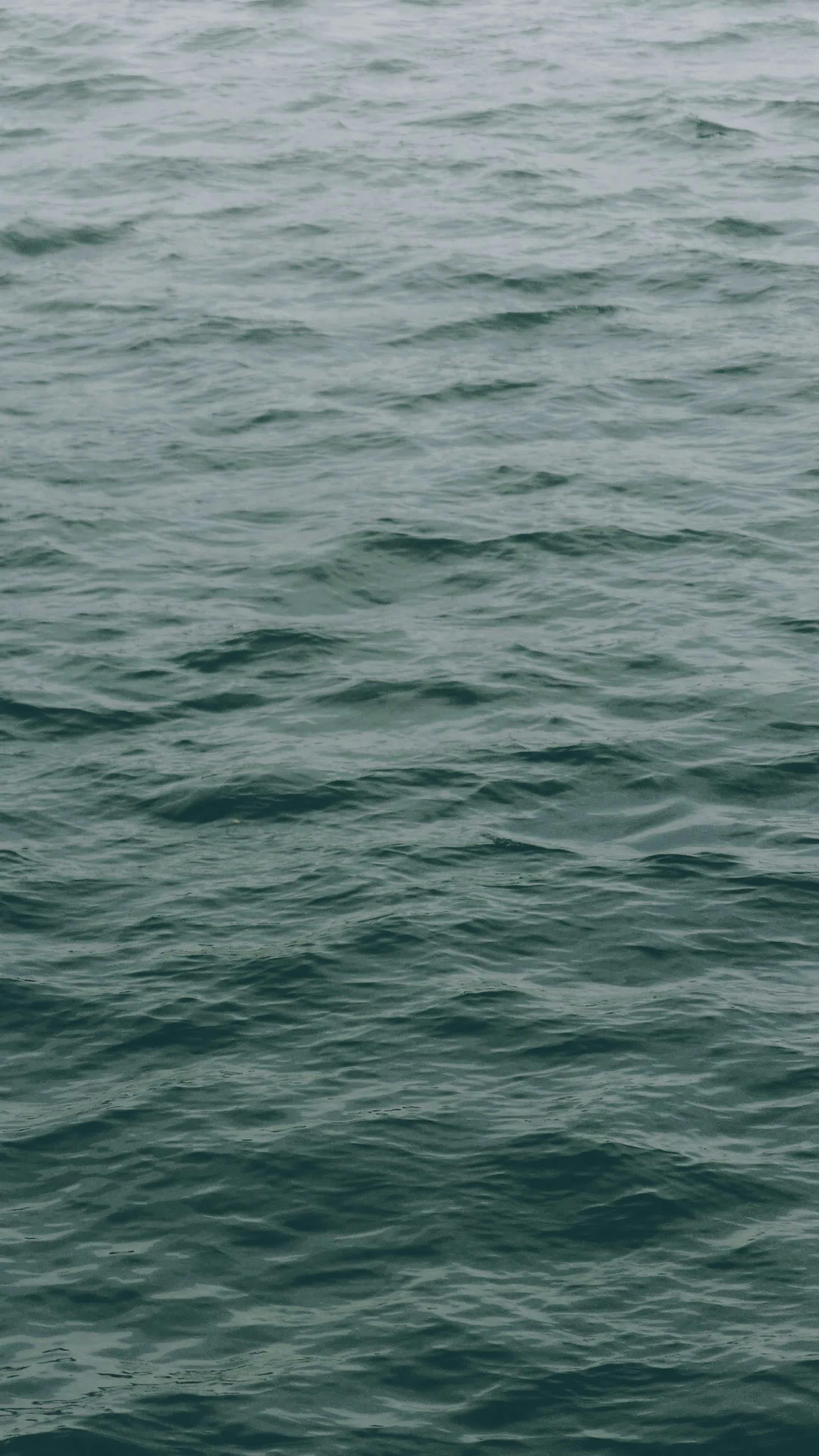 Marine Wolf Videos, Download The BEST Free 4k Stock Video Footage ...