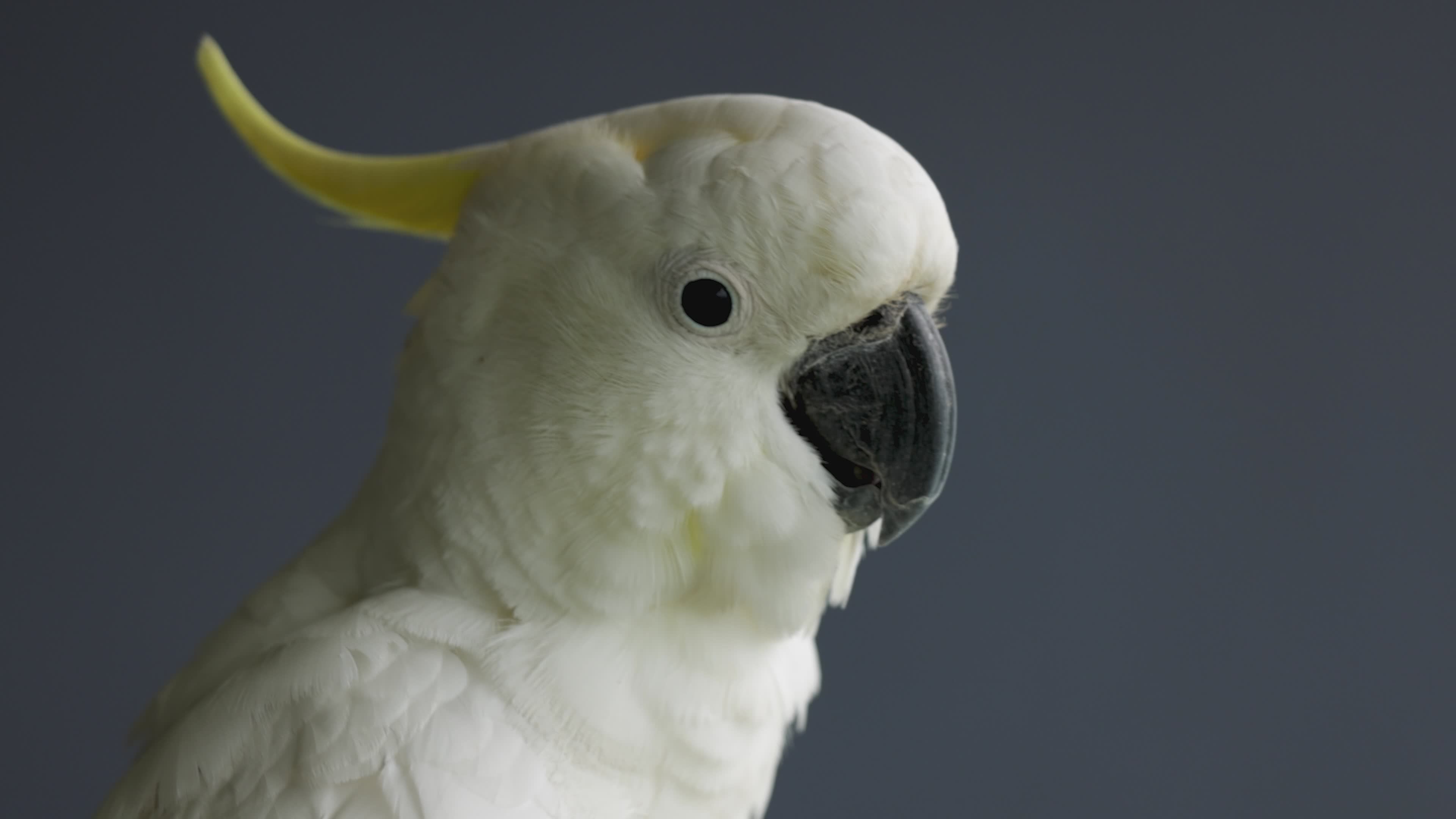 Parrot Real With Subtle Background Videos, Download The BEST Free 4k ...