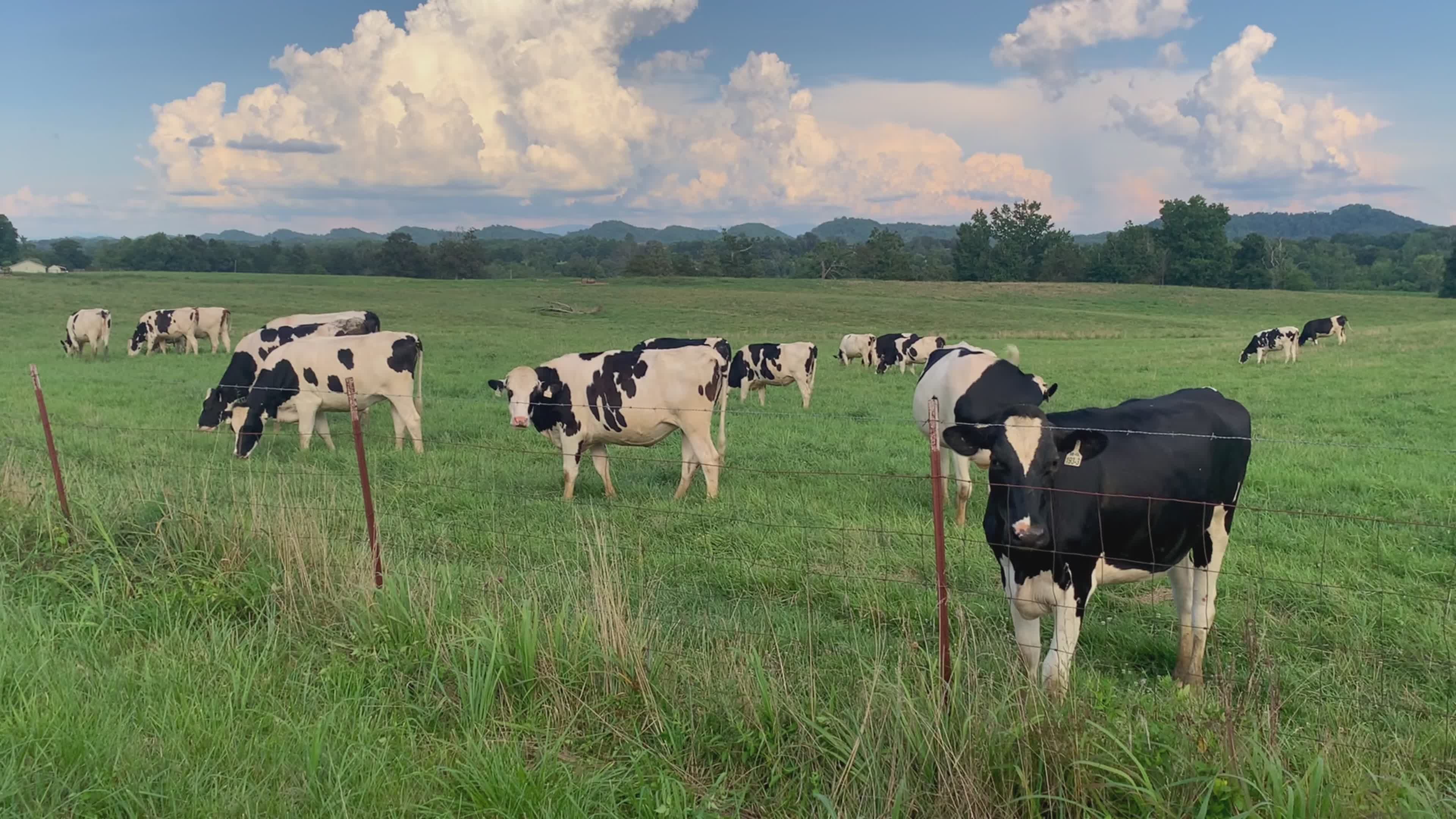 Cow Products Videos, Download The BEST Free 4k Stock Video Footage ...