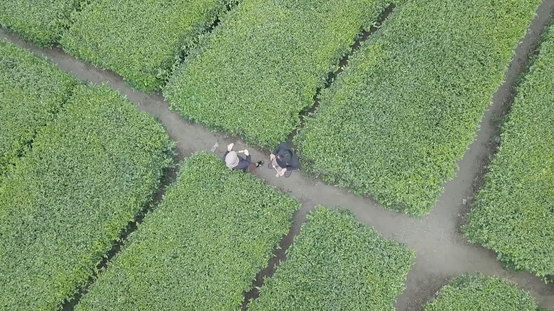 Tea Drone Videos, Download The BEST Free 4k Stock Video Footage & Tea ...