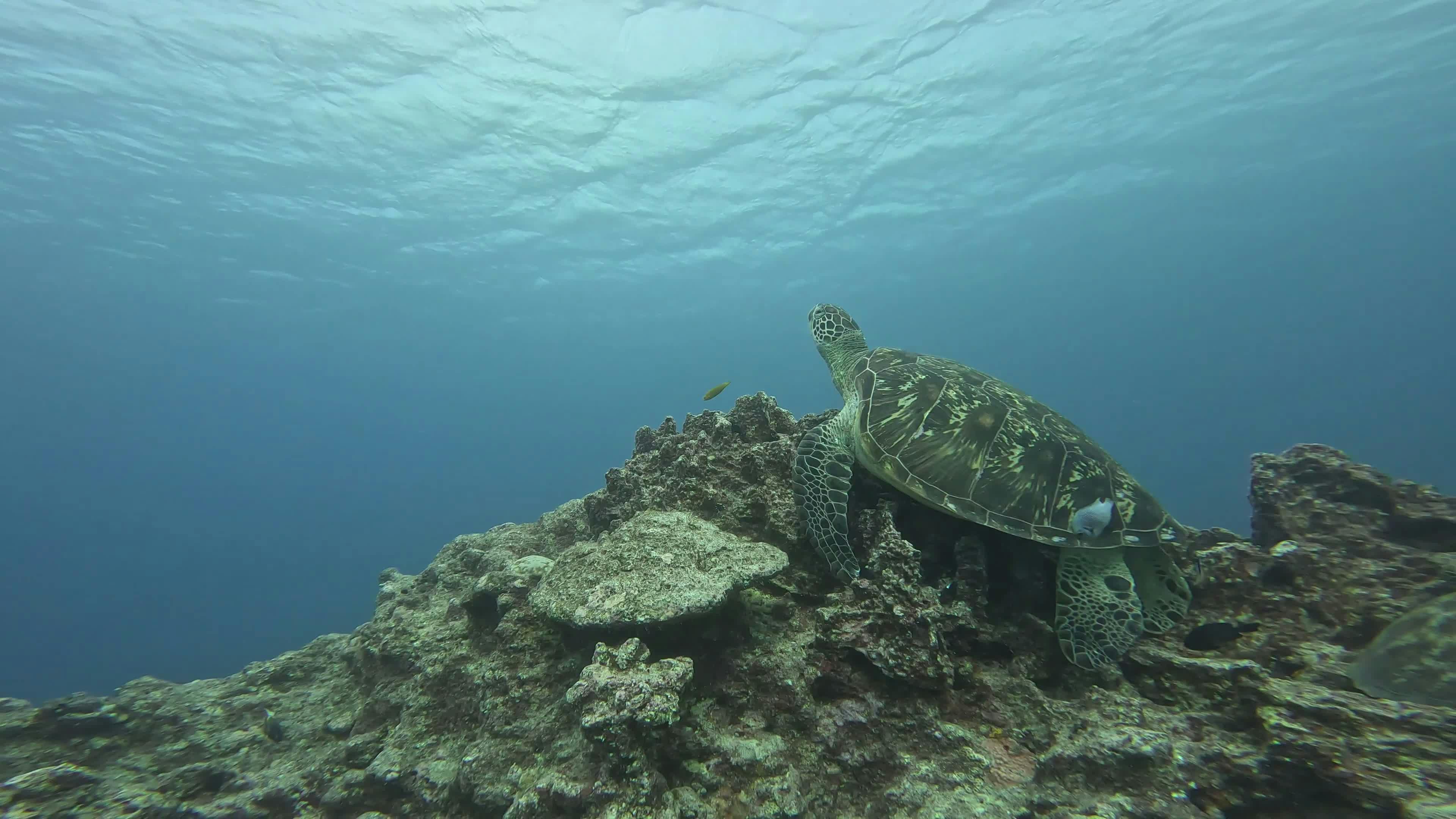 Water Turtle Videos, Download The BEST Free 4k Stock Video Footage ...