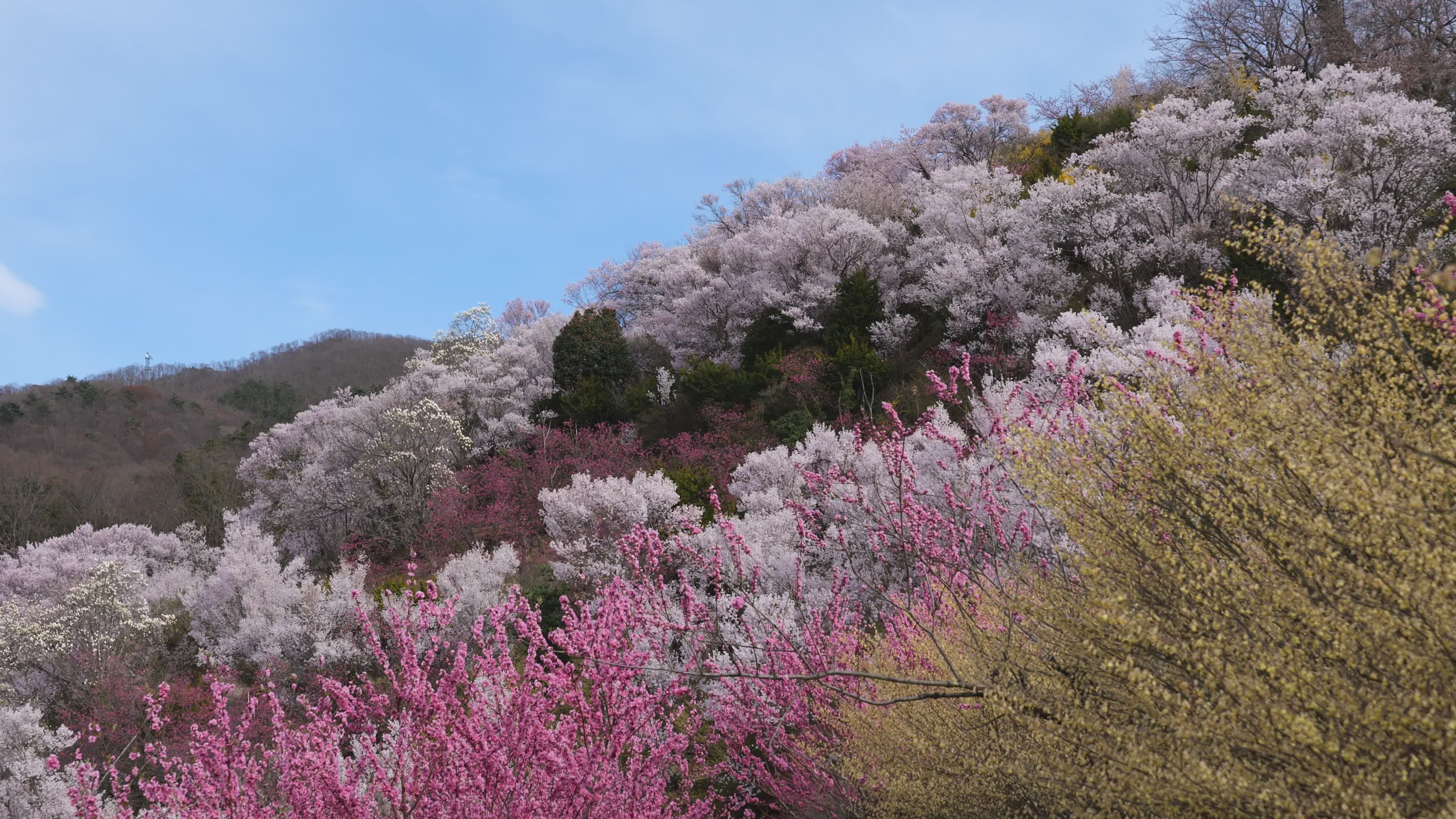 Vibrant Spring Blossoms on Mountain Hillside Free Stock Video Footage ...