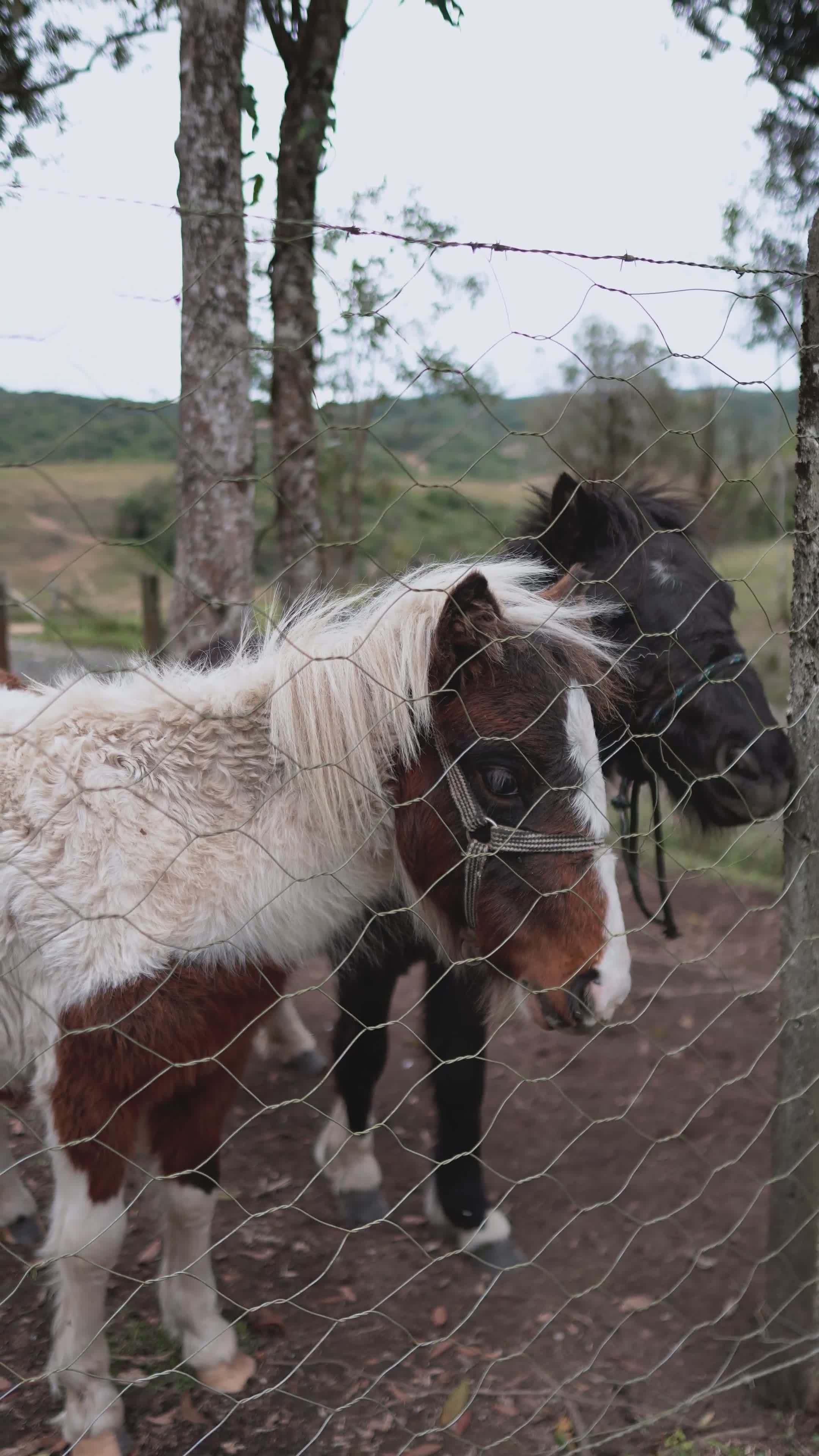 Ponis Pastando Tranquilamente En El Campo · Vídeo de stock gratuito