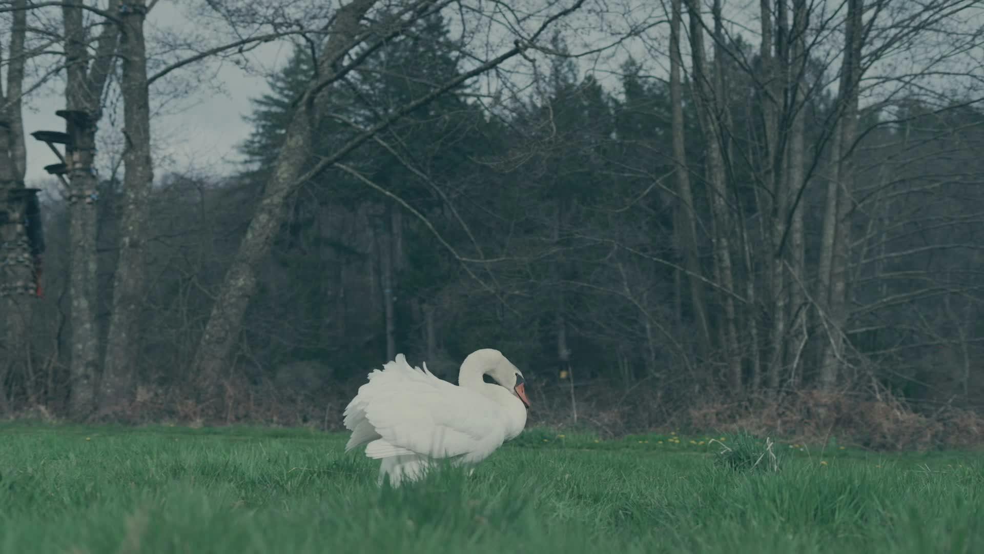 Calm Trees Videos, Download The BEST Free 4k Stock Video Footage & Calm ...