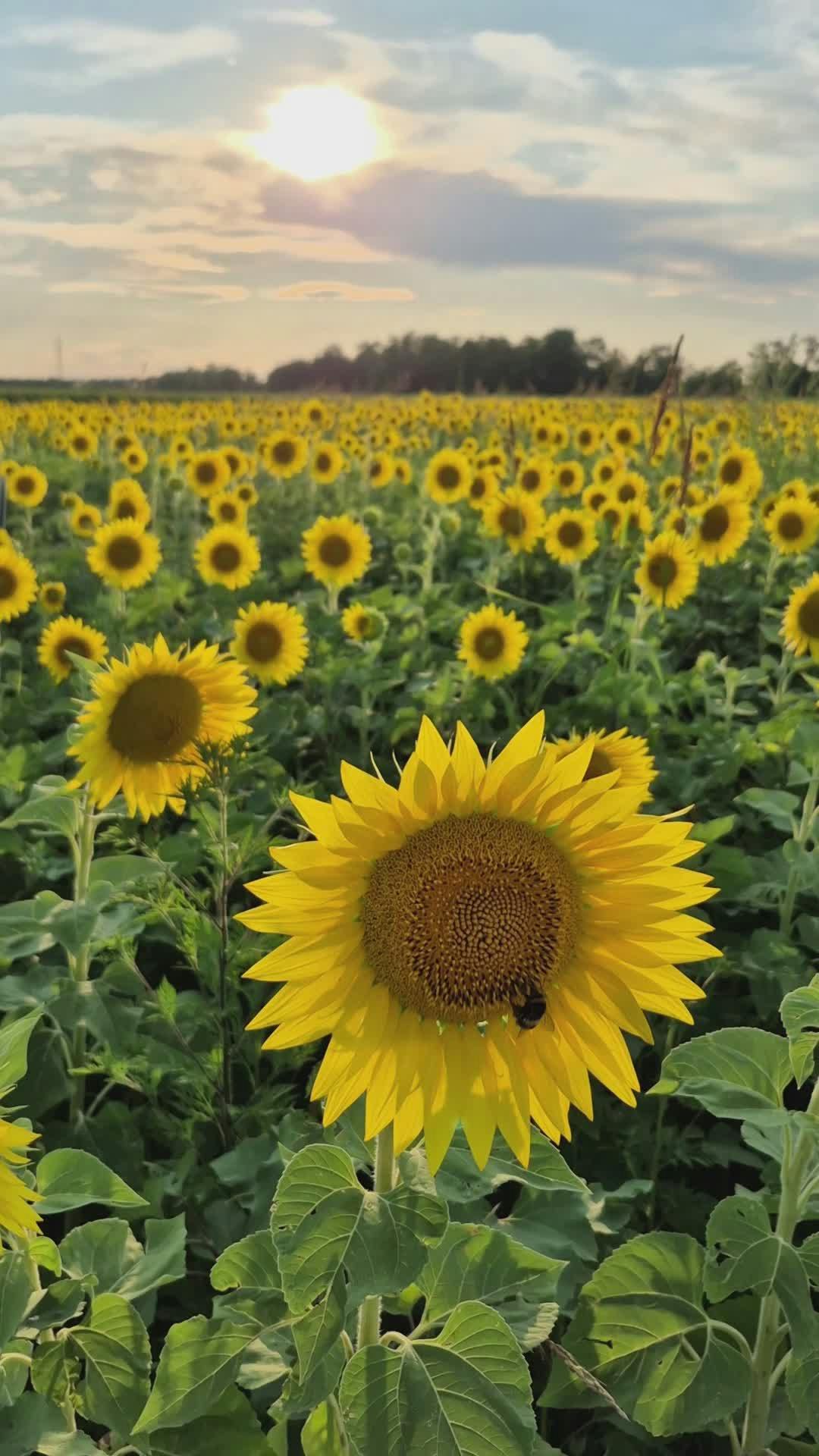 Swami Vivekananda Full Movie Videos, Download The BEST Free 4k Stock ...