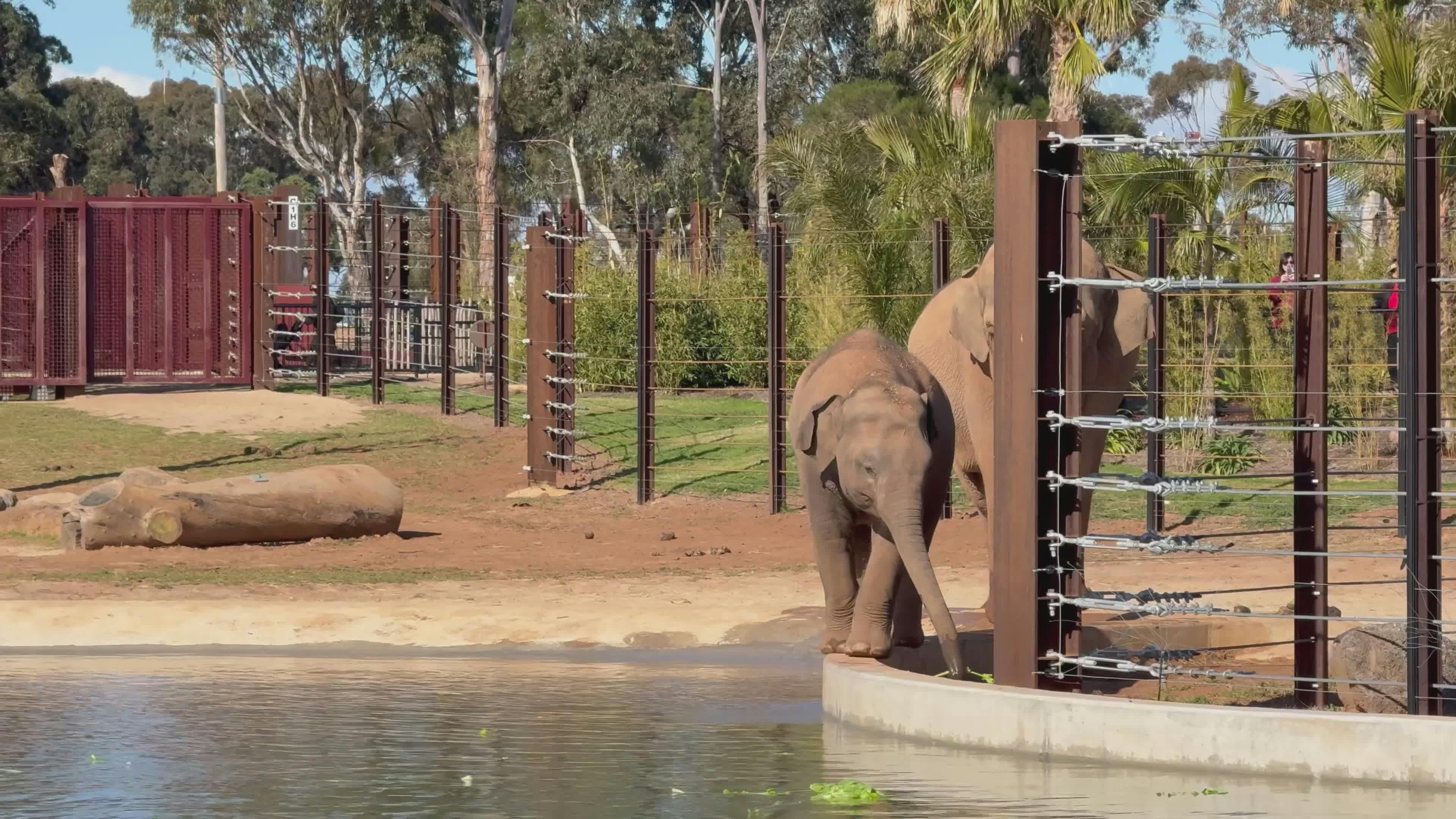 Zoo Animals Videos, Download The BEST Free 4k Stock Video Footage & Zoo ...