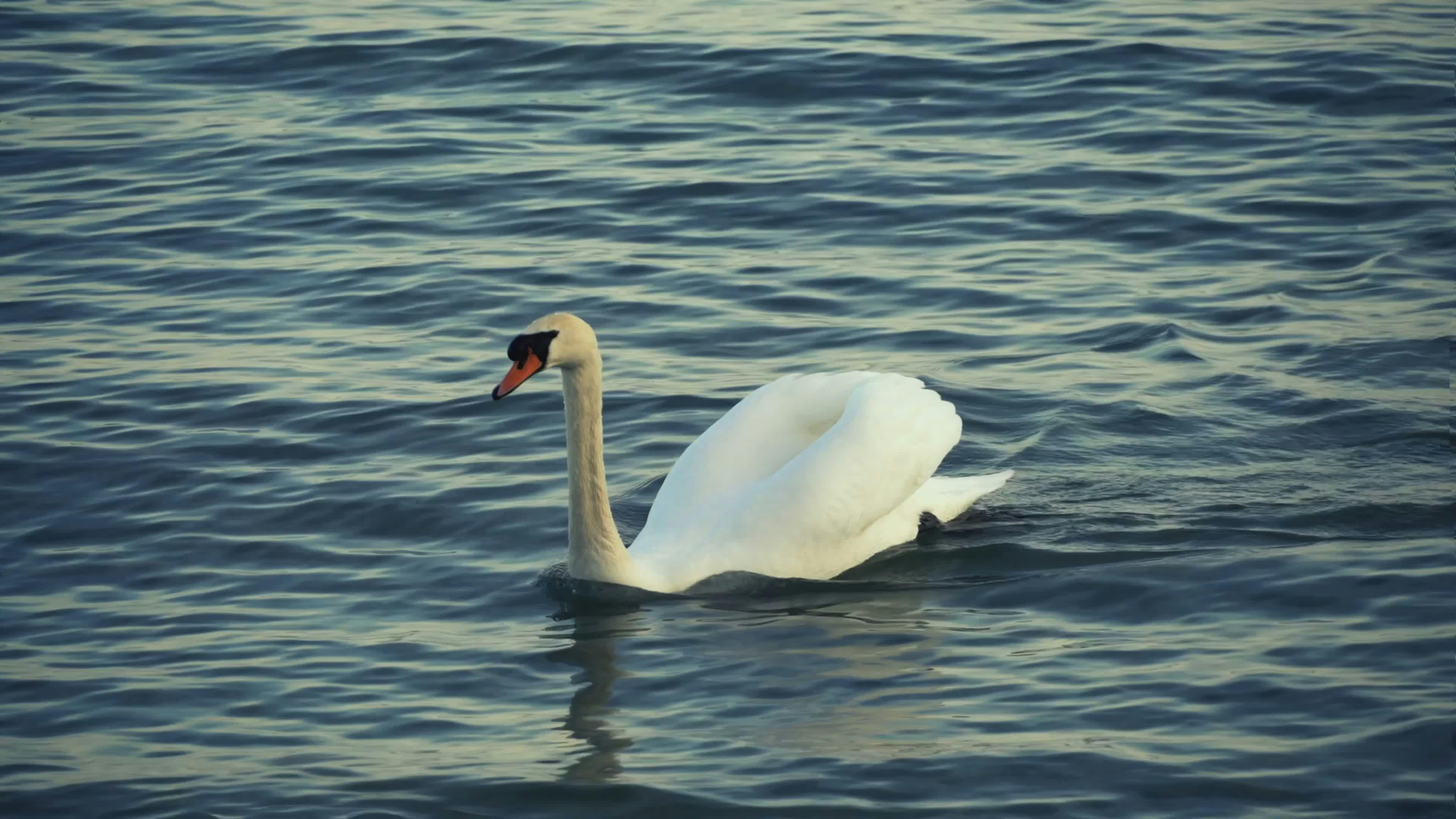 Disney Donald Duck Videos, Download The BEST Free 4k Stock Video ...