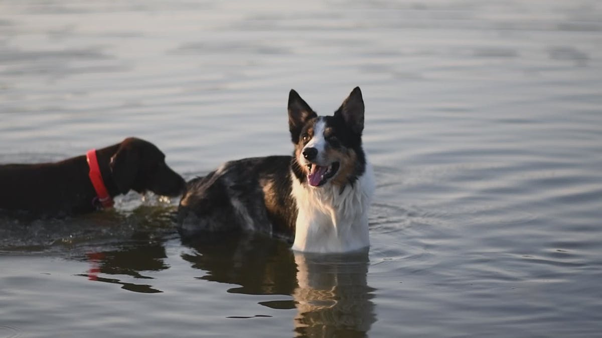 Dog+Sax。 Videos, Download The BEST Free 4k Stock Video Footage & Dog+Sax。 HD Video Clips