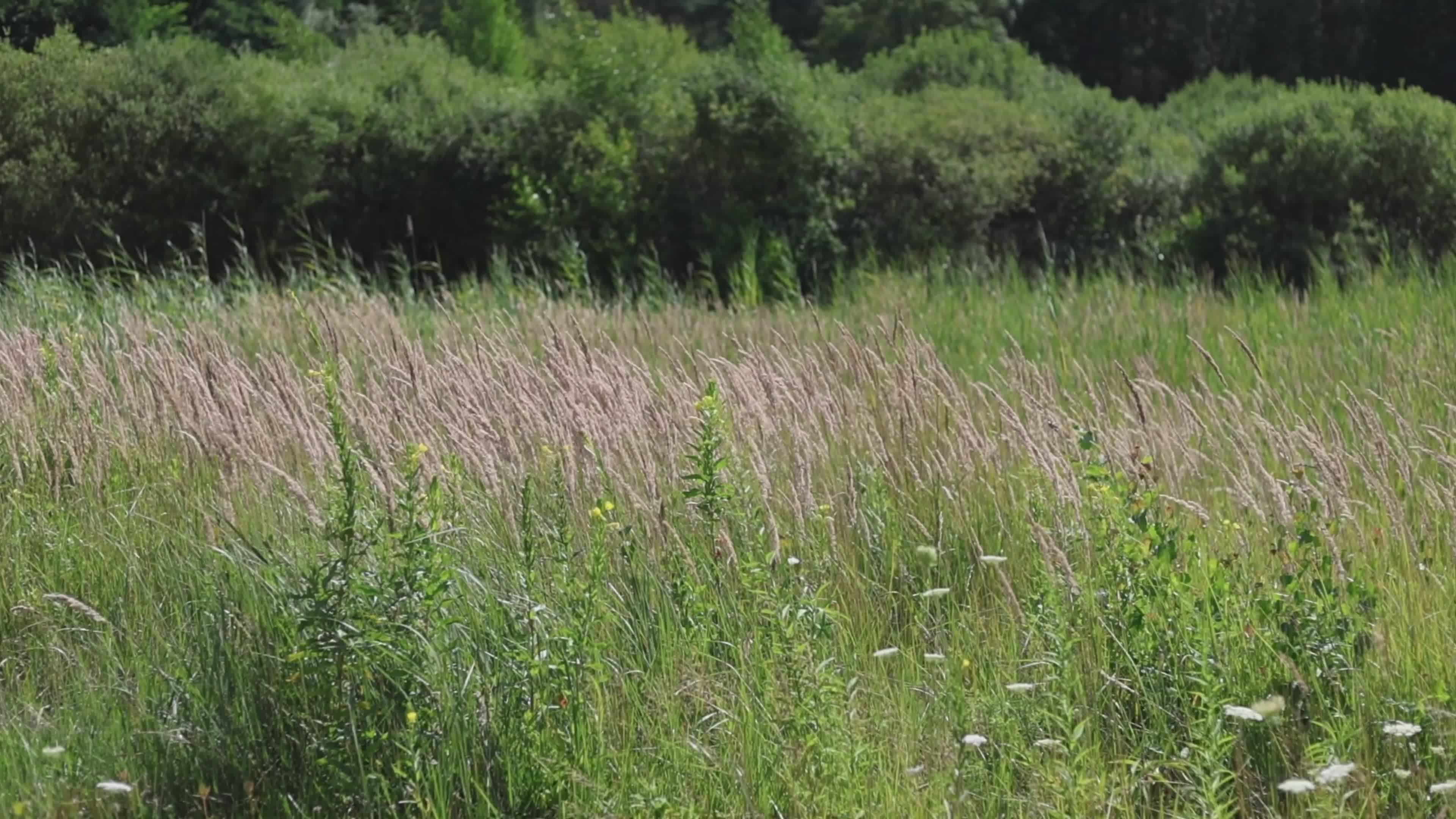 Plants And Nature Videos, Download The BEST Free 4k Stock Video Footage ...