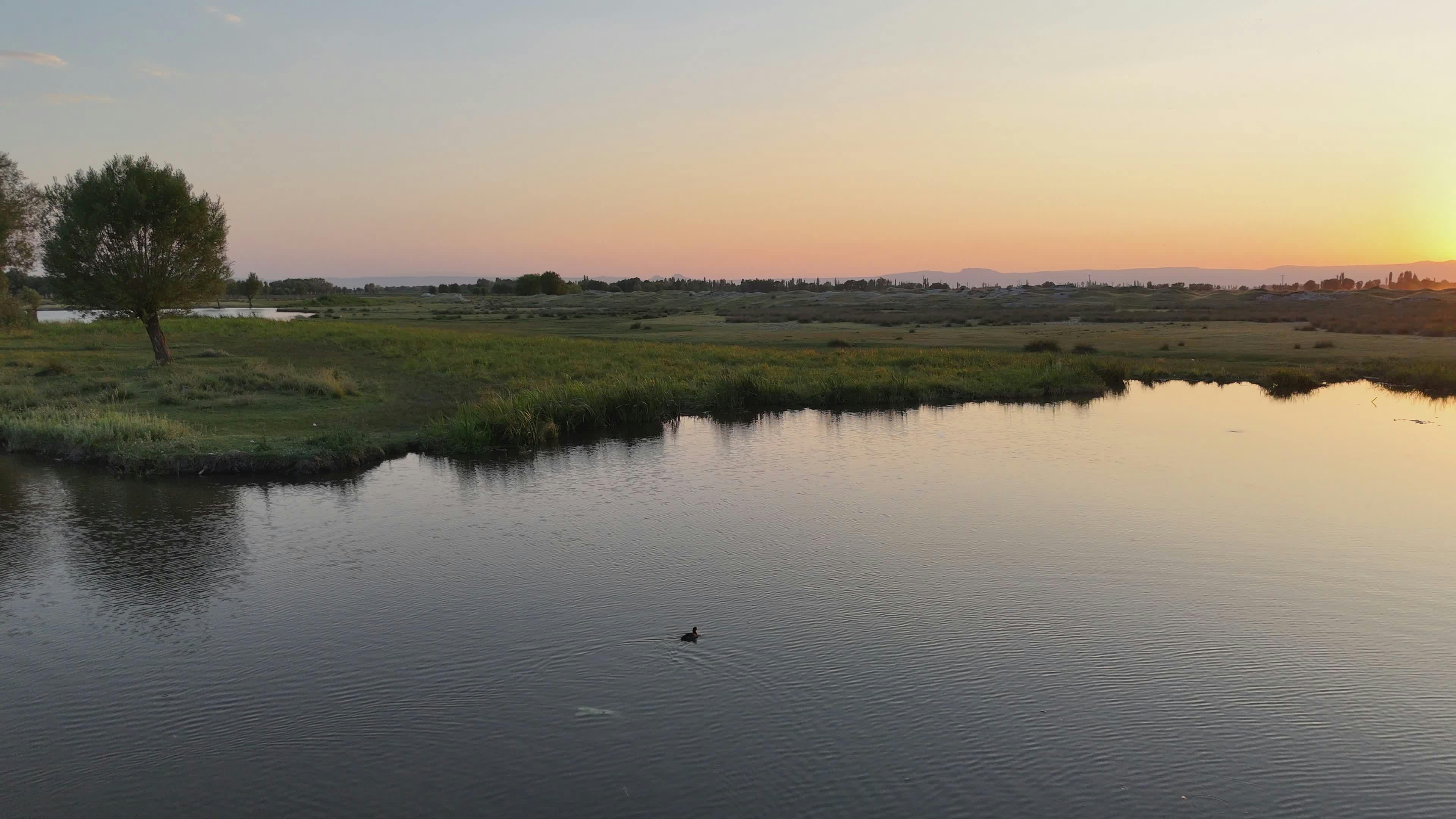 Environment Tree Videos, Download The BEST Free 4k Stock Video Footage ...