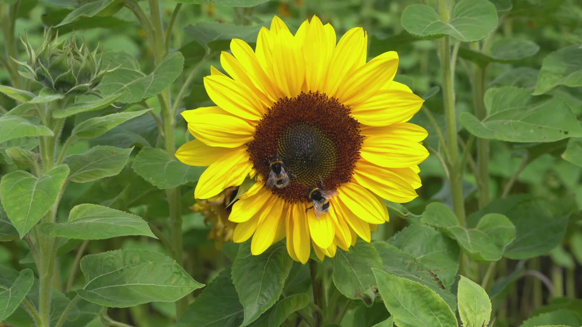 Flora Himlar Videos, Download The BEST Free 4k Stock Video Footage ...