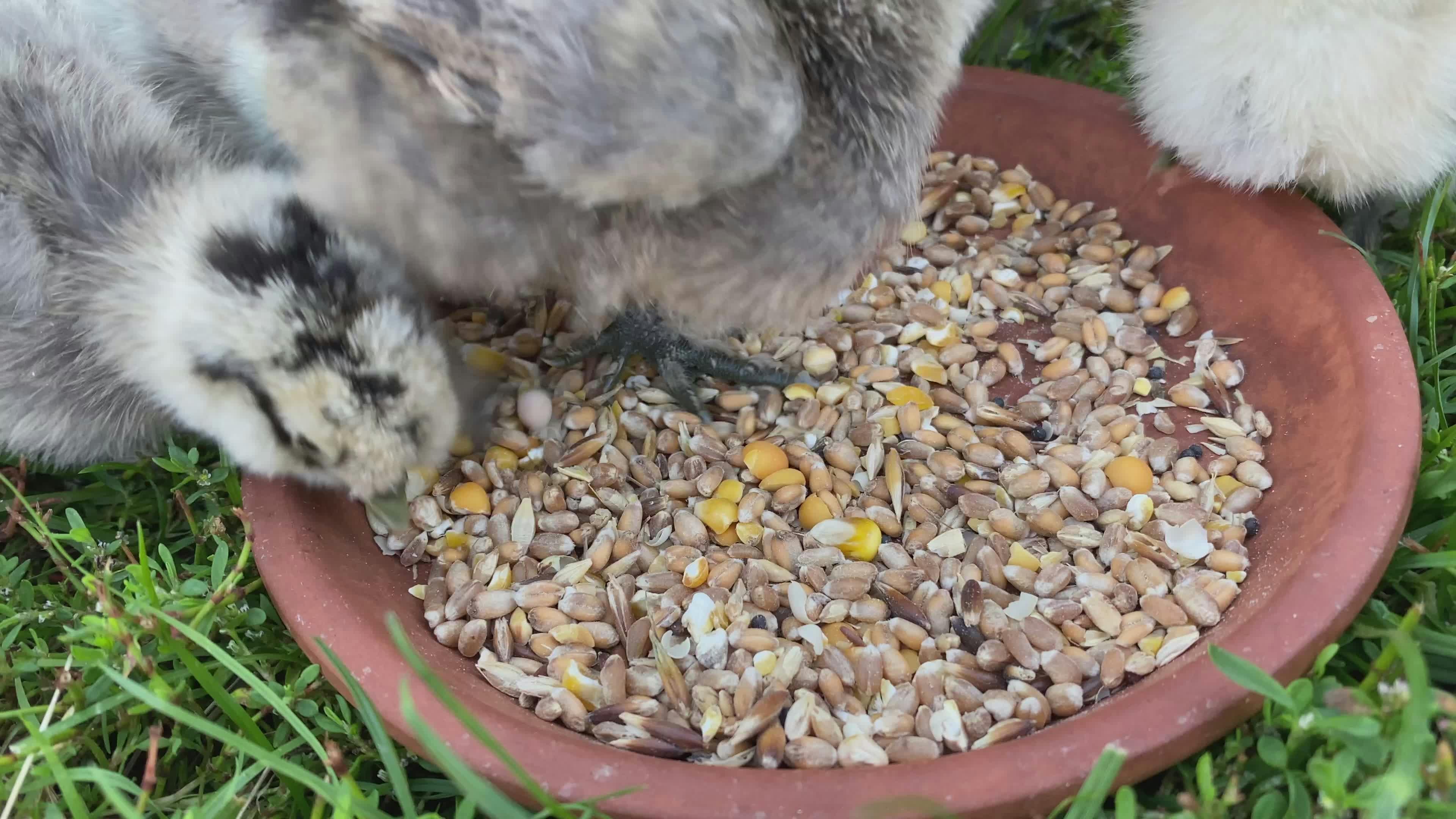 Bantam Hen and Baby Chicks Feeding Outdoors Free Stock Video Footage ...