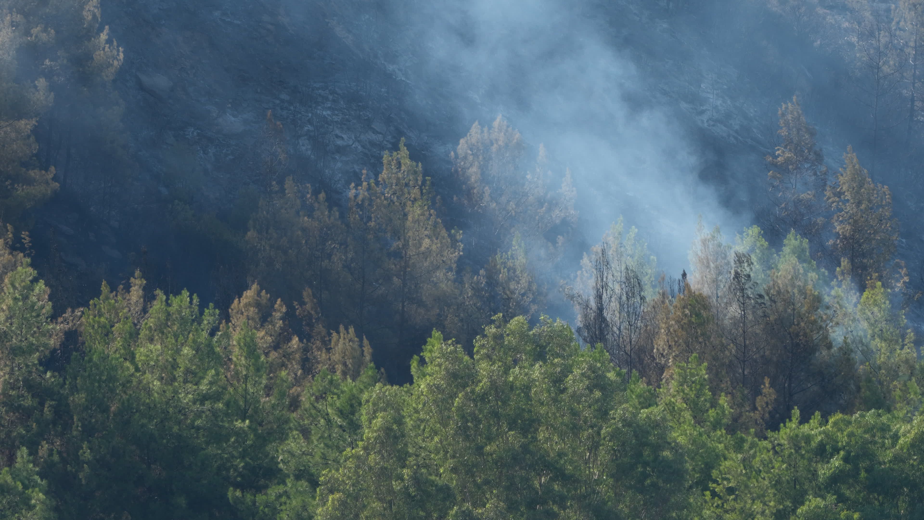 Forest Fire Smoke Rising in Summer Woodland Free Stock Video Footage ...