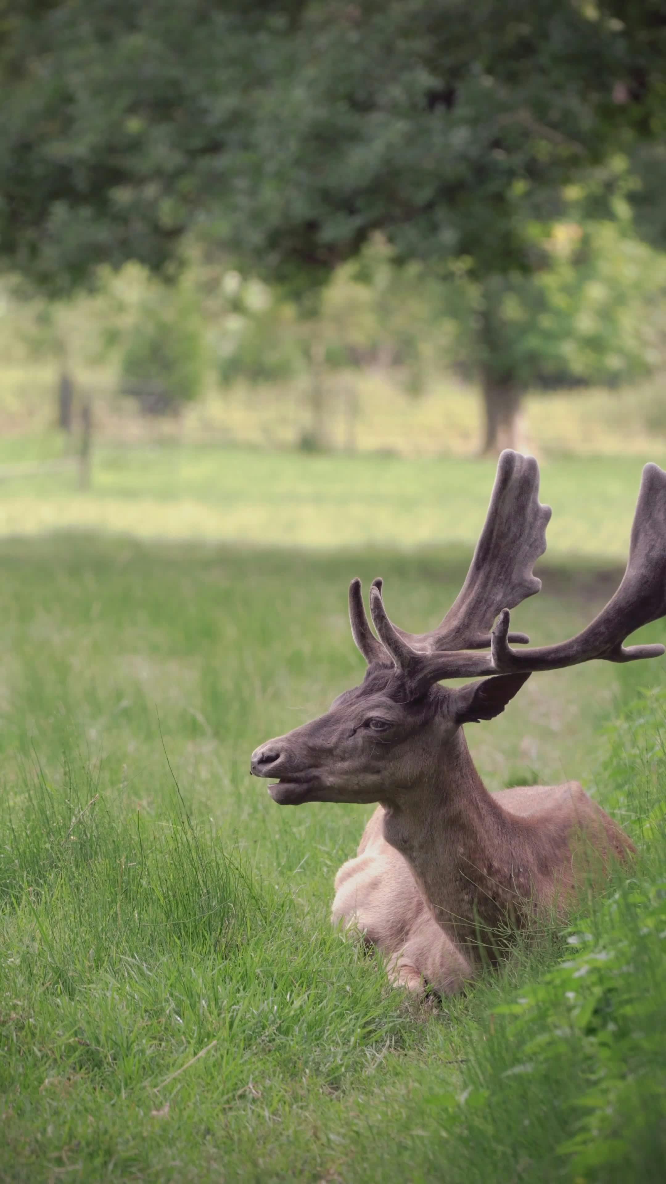 Forest Deer Videos, Download The BEST Free 4k Stock Video Footage ...