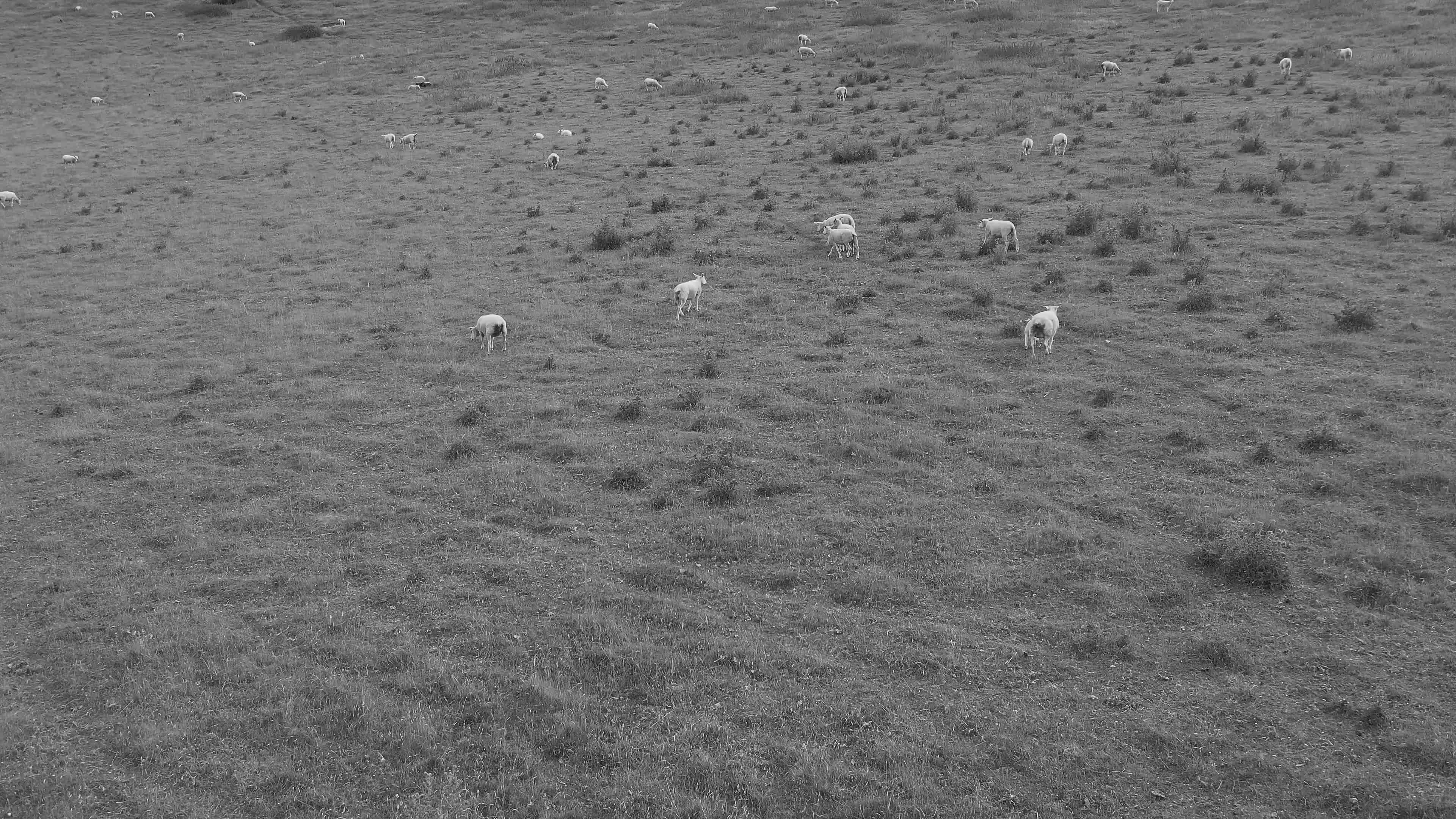 Sarda Sheep Videos, Download The BEST Free 4k Stock Video Footage ...